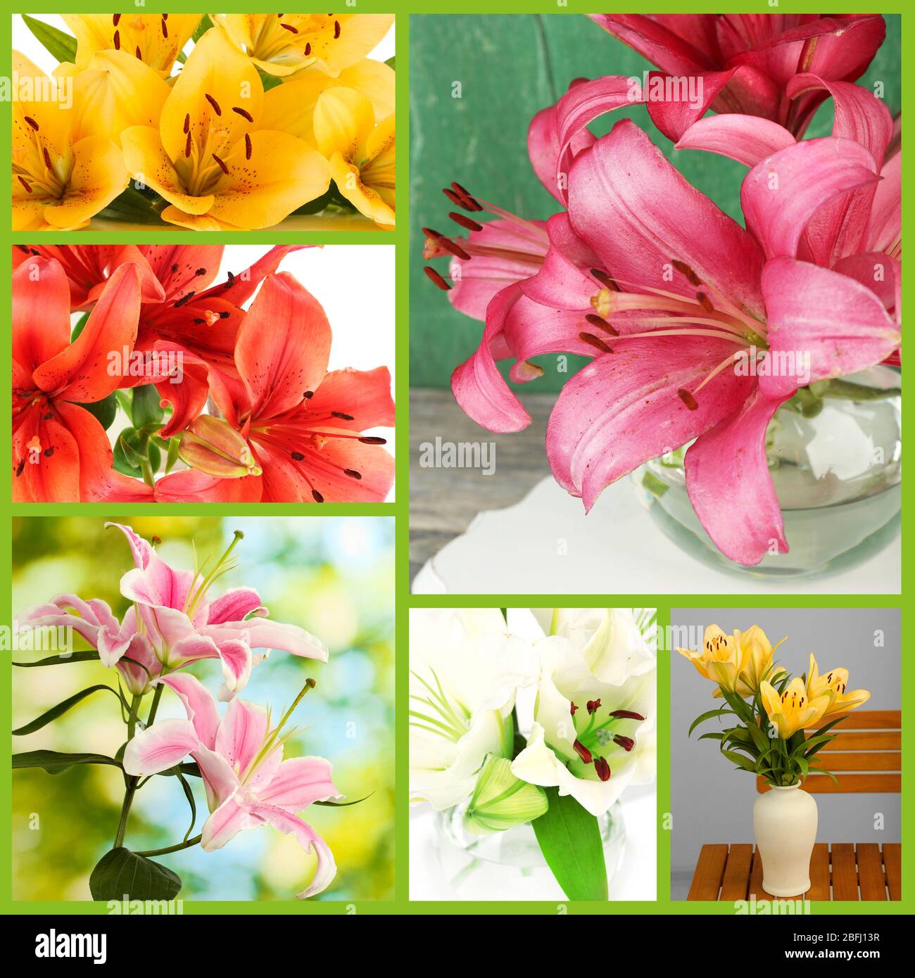 Collage of beautiful lilies Stock Photo - Alamy