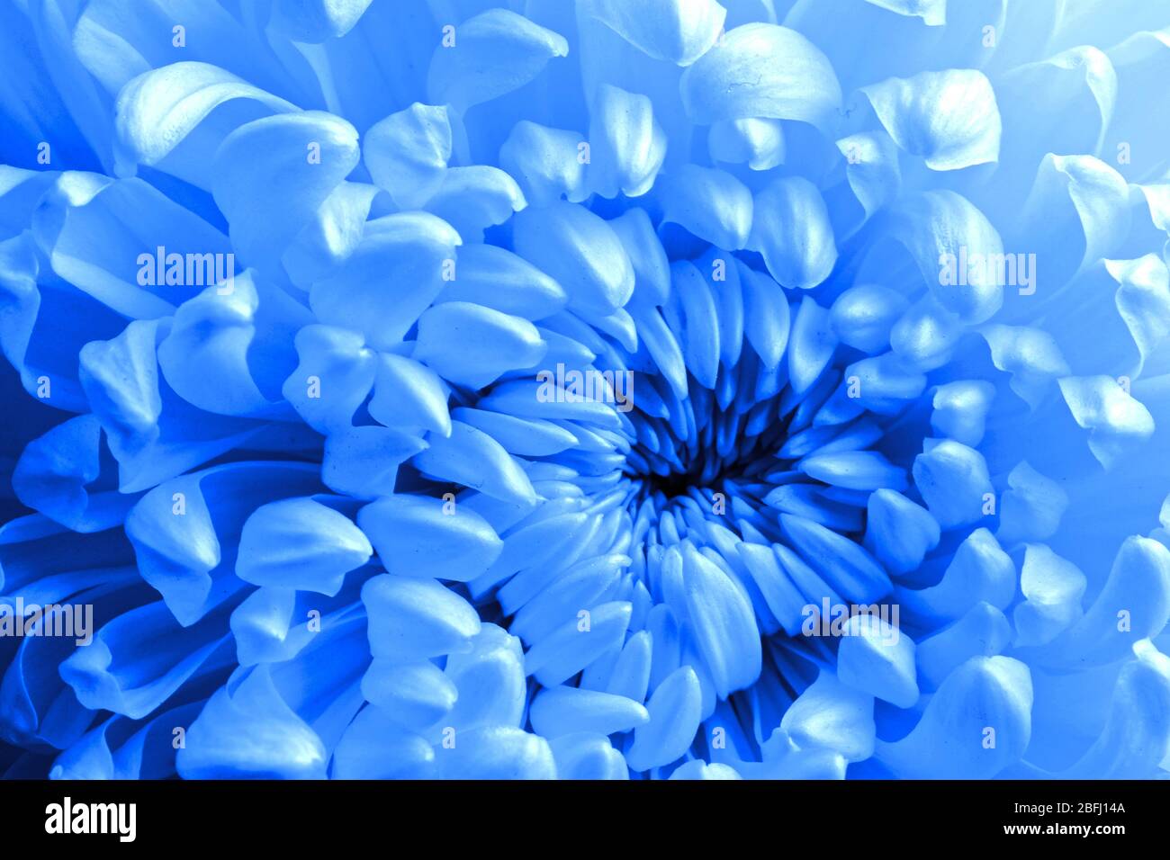 Beautiful blue flower background Stock Photo - Alamy