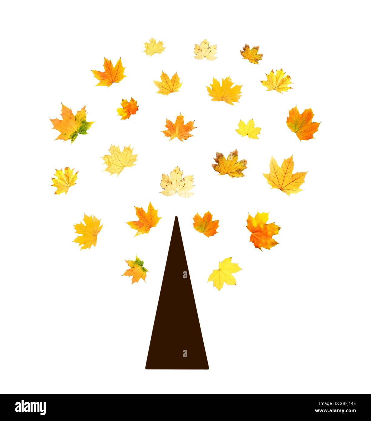 Autumn tree big bright Cut Out Stock Images & Pictures - Alamy