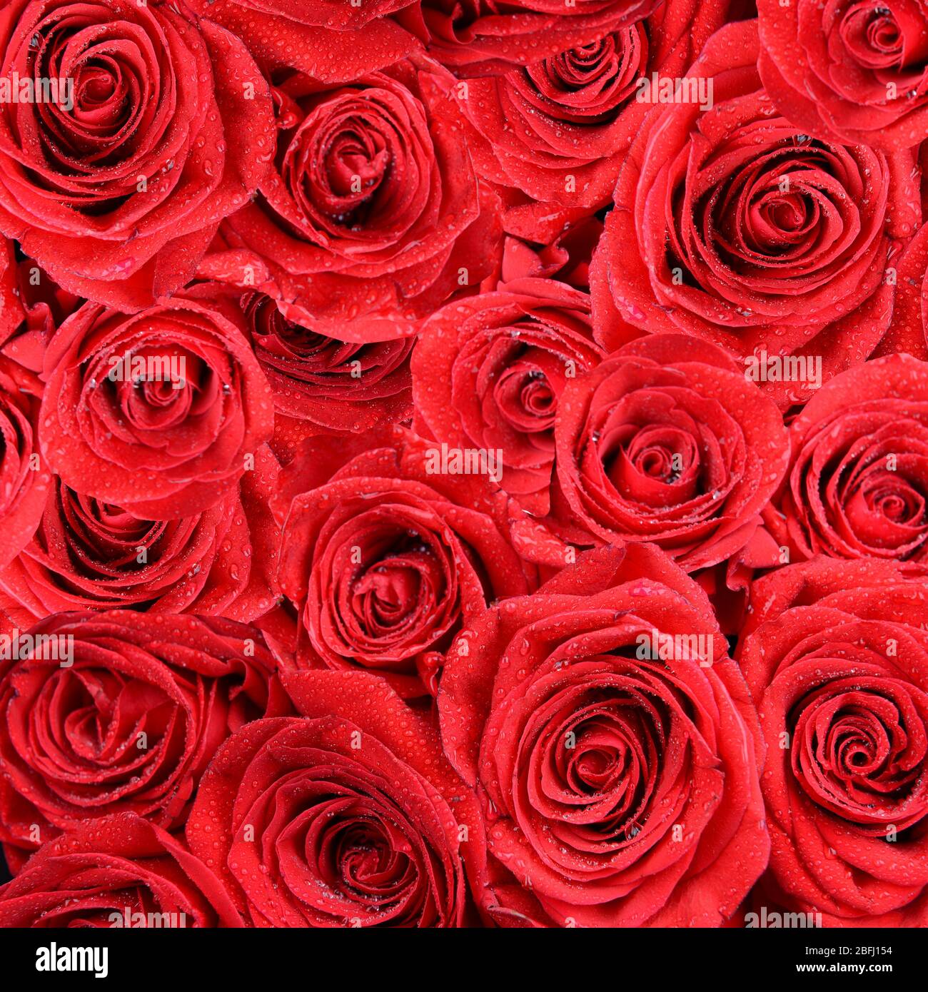 Group wet red roses hi-res stock photography and images - Alamy