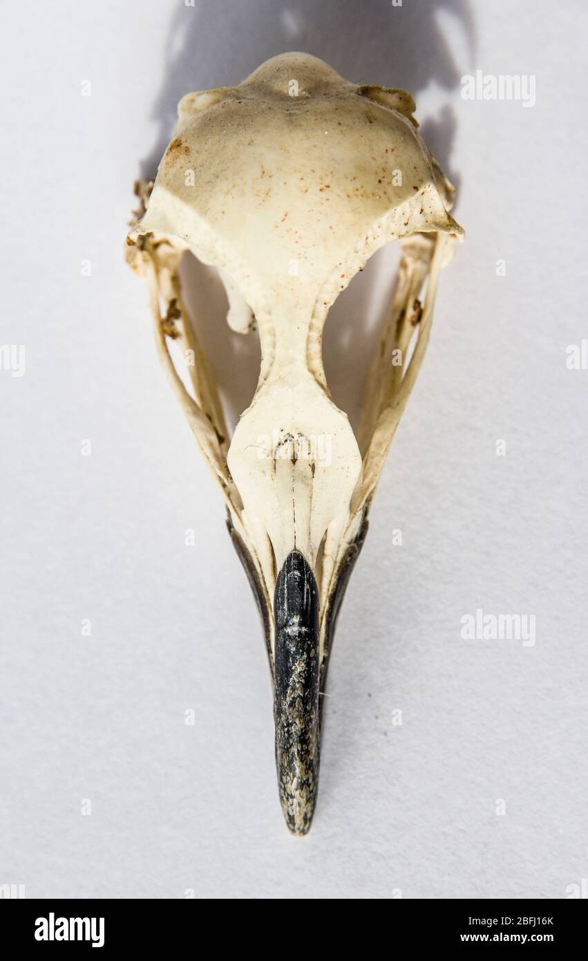 little blue penguin skull Stock Photo - Alamy