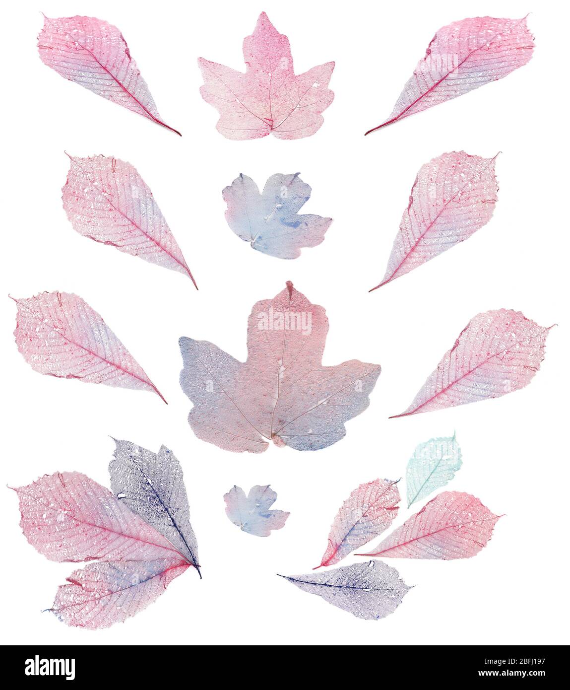 Transparent leaves isolated on white Stock Photo - Alamy