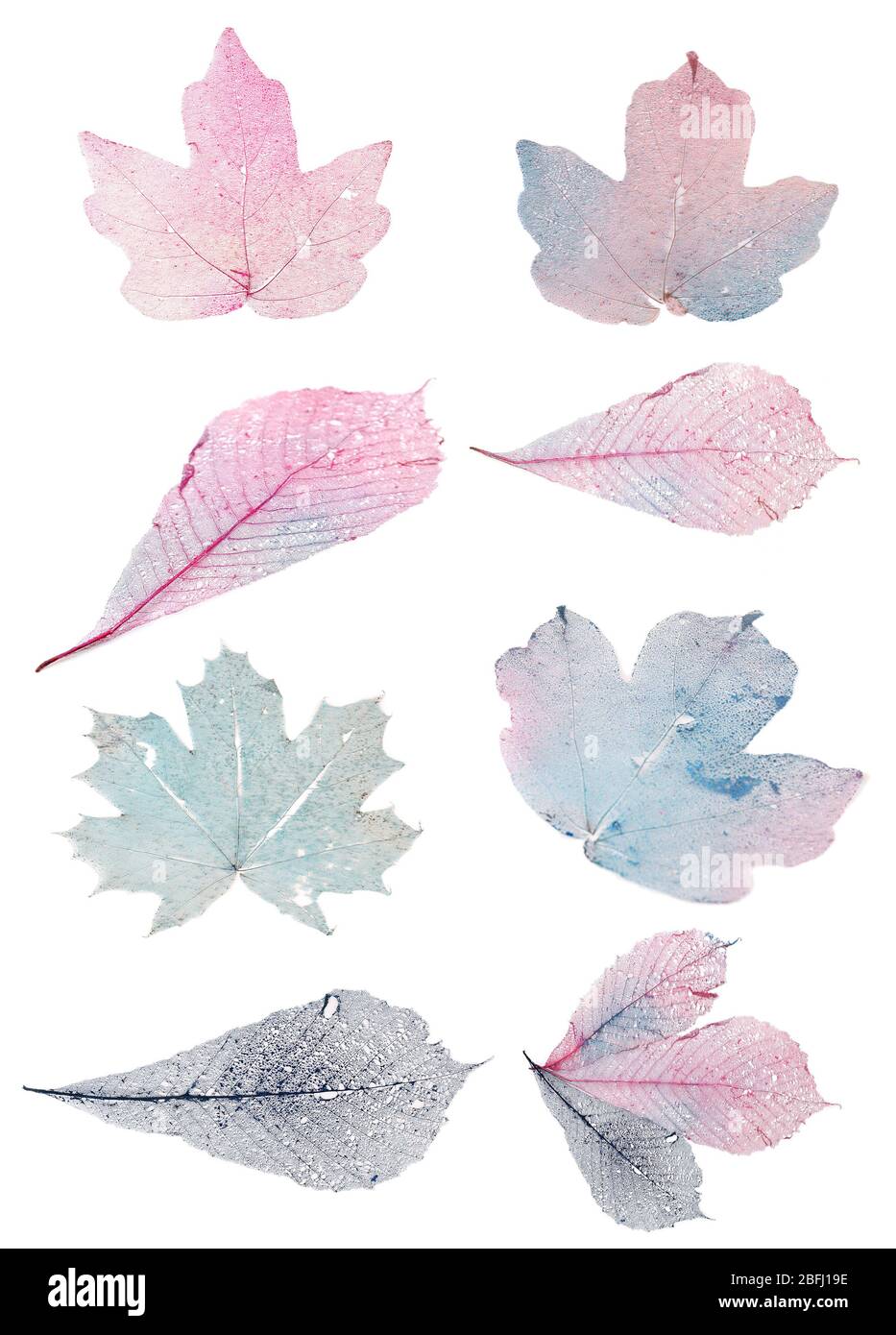 Transparent leaves isolated on white Stock Photo - Alamy