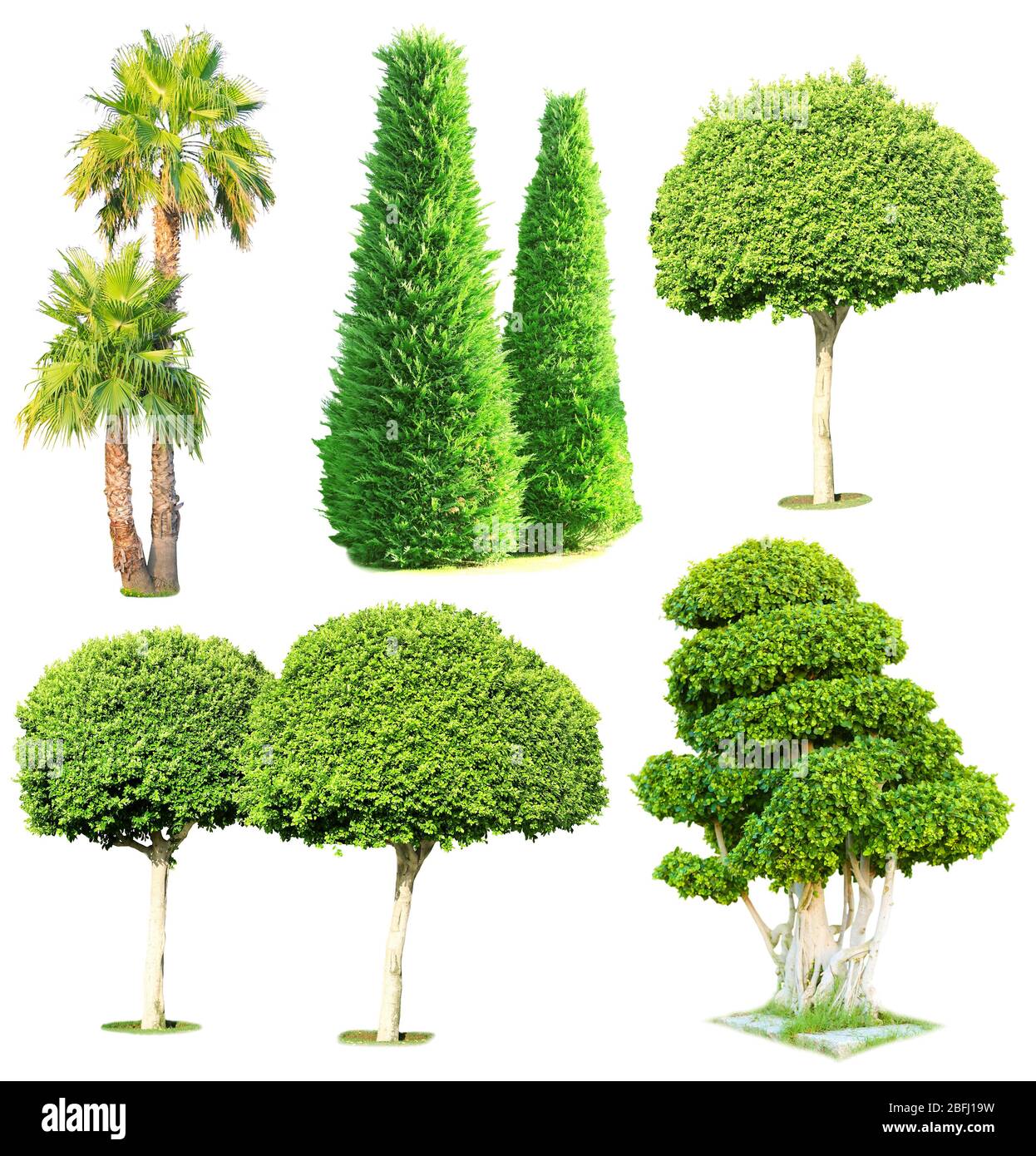 Collage green trees isolated on white Stock Photo - Alamy