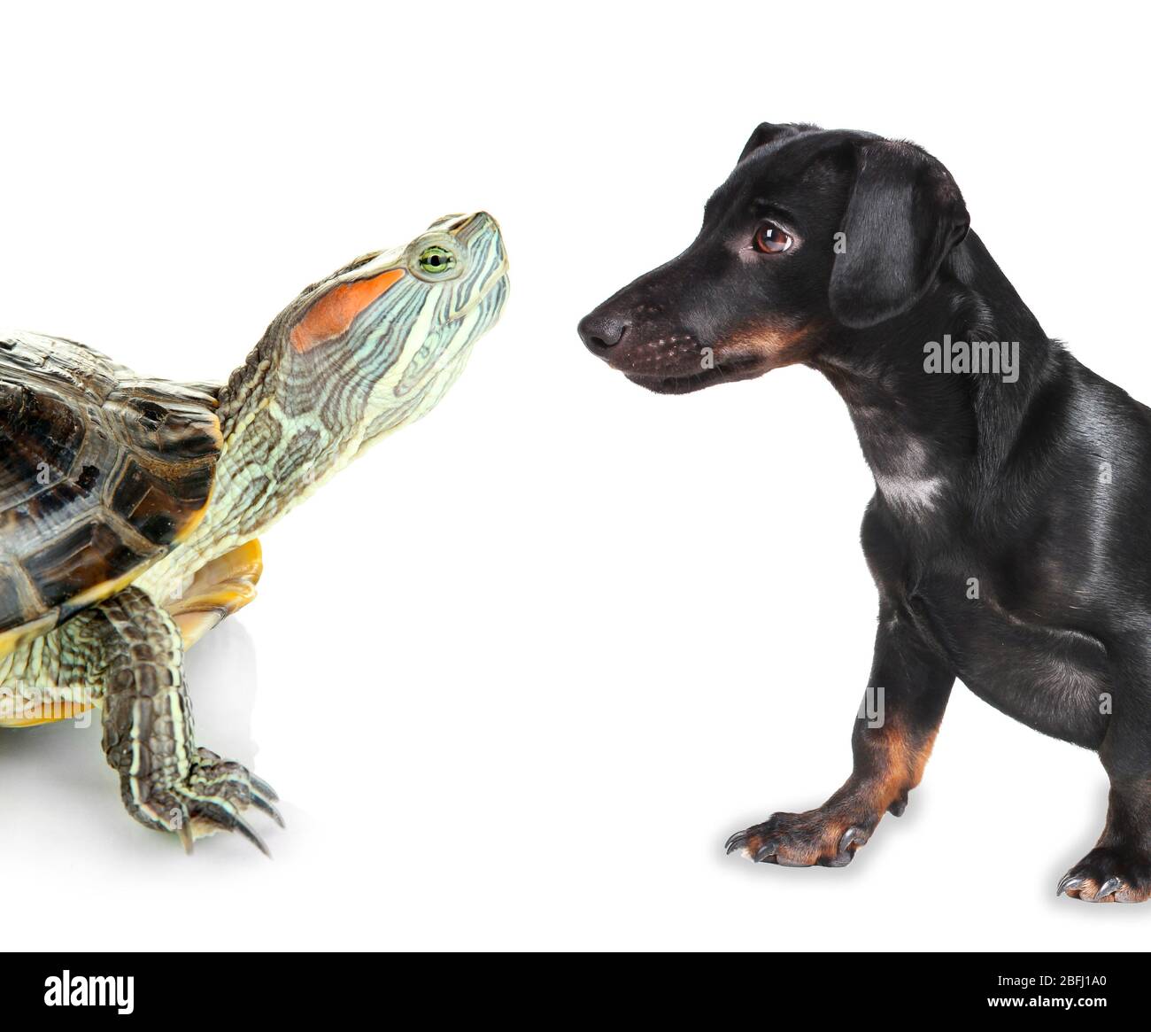 Red ear turtle and black dachshund dog isolated on white Stock Photo ...