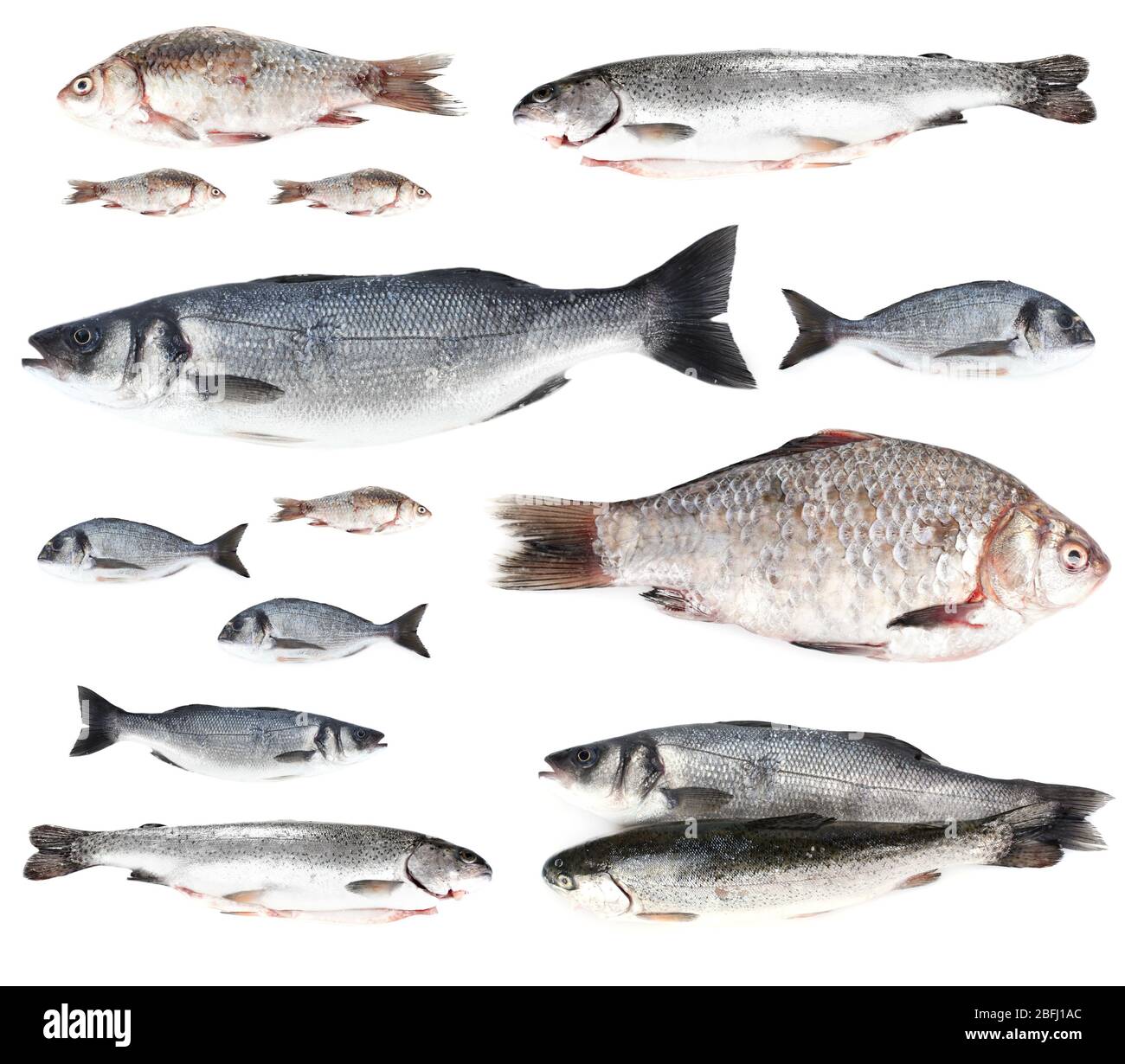 Fresh fish isolated on white Stock Photo - Alamy