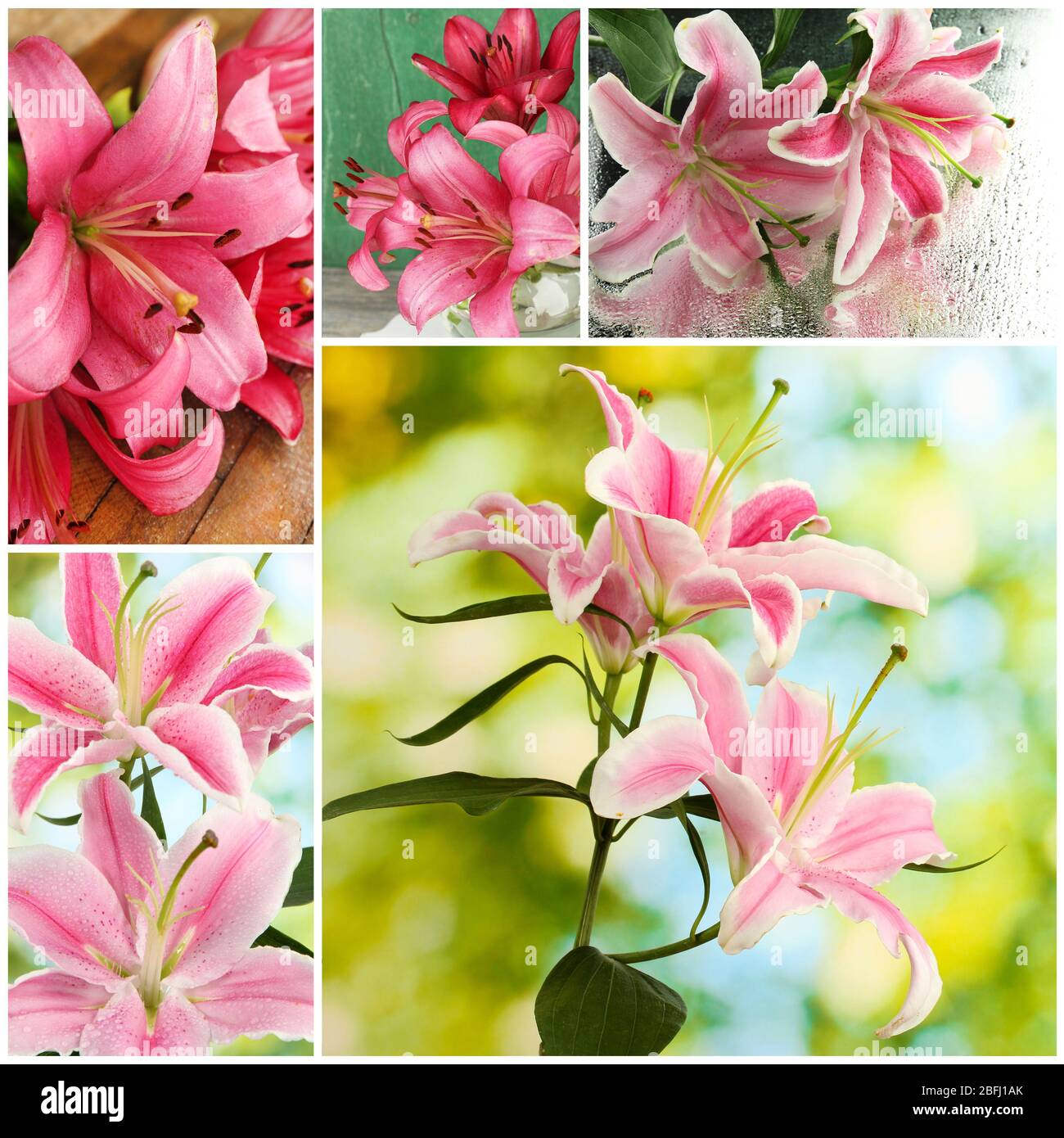 Many lilies Cut Out Stock Images & Pictures - Alamy