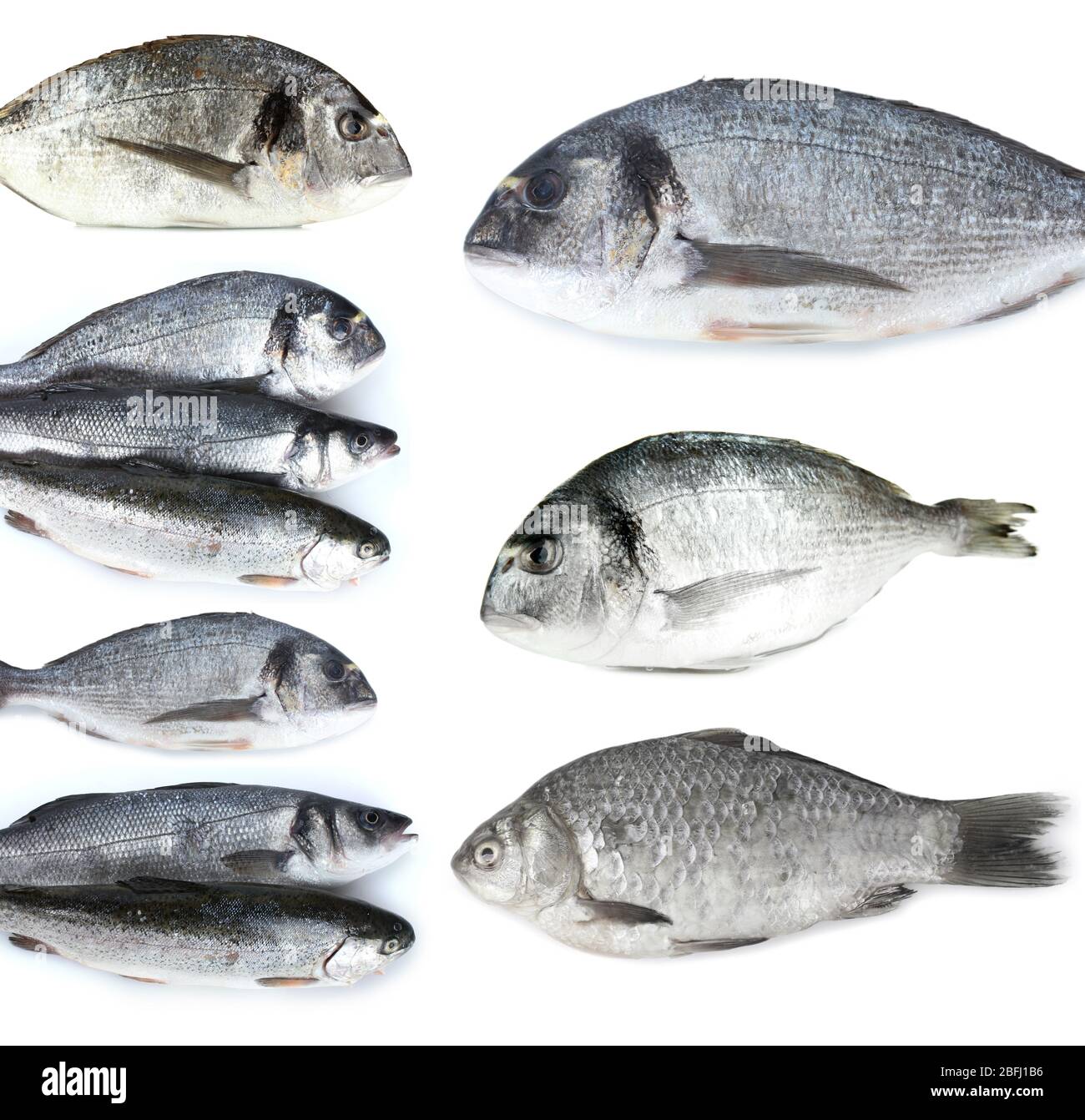 Fresh fish isolated on white Stock Photo - Alamy