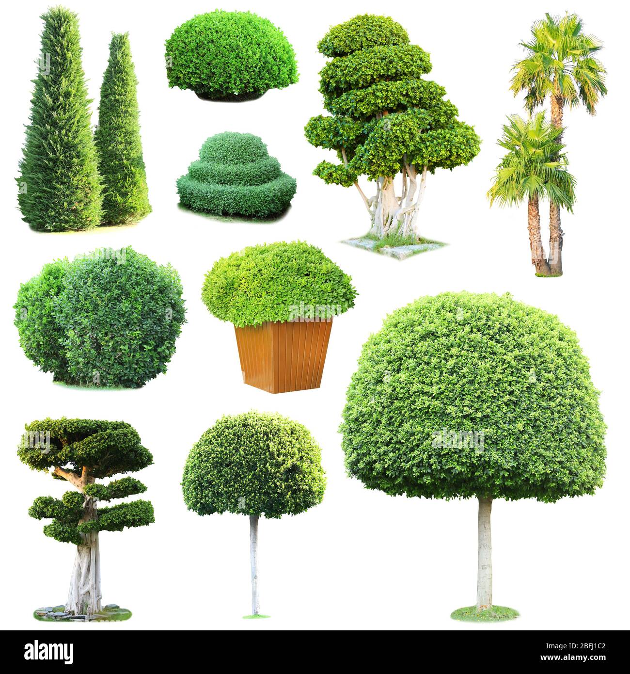 Green bushes growing on Cut Out Stock Images & Pictures - Alamy