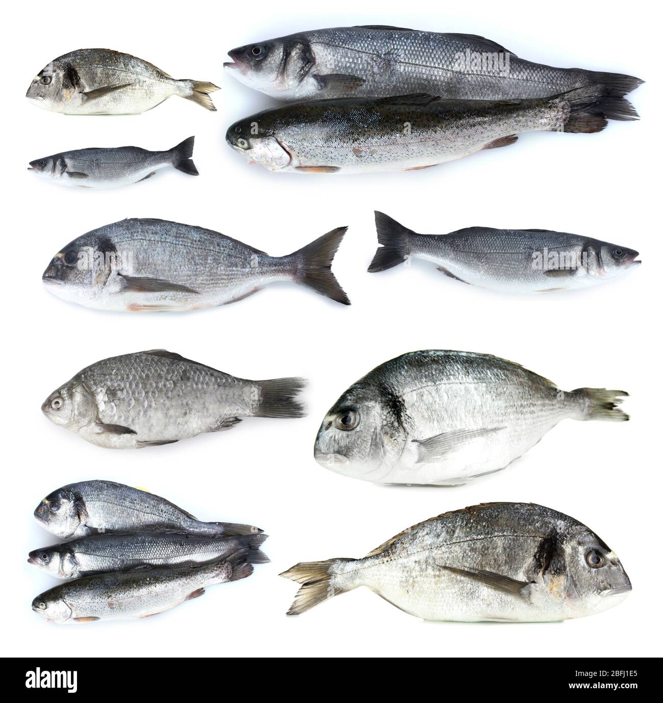 Fresh seafood different sea fish Cut Out Stock Images & Pictures - Alamy