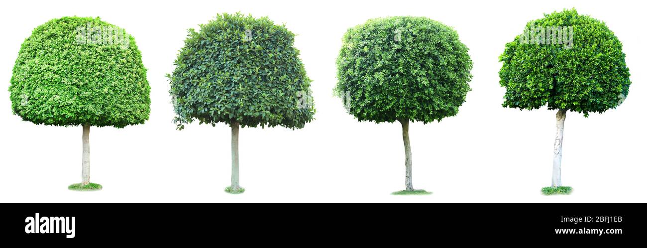 Collage of green trees isolated on white Stock Photo - Alamy