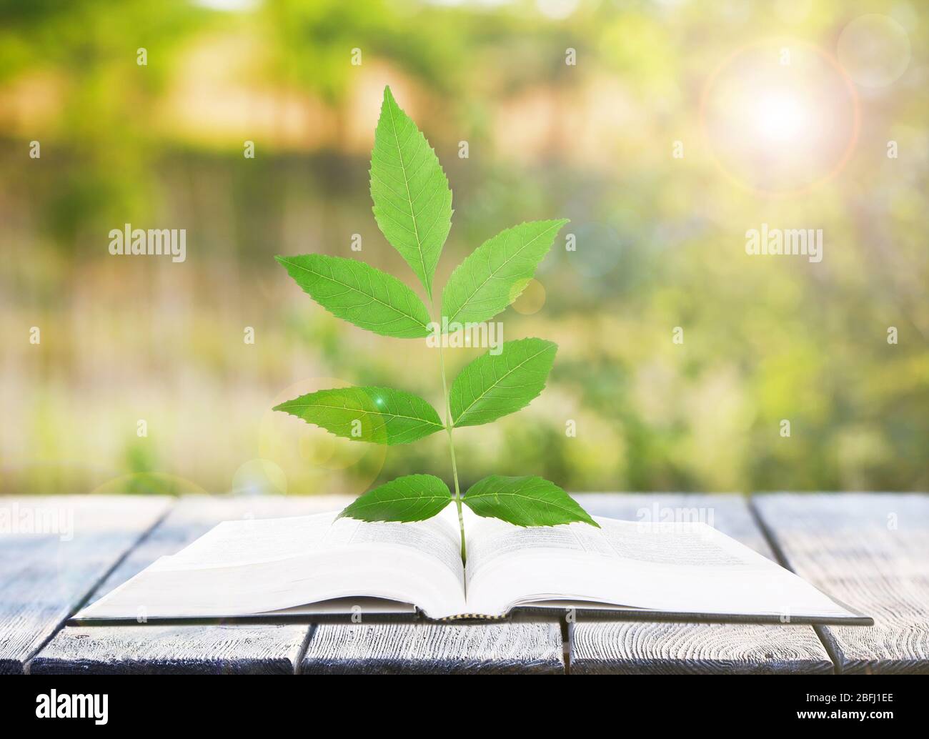 Open book with plant on table outdoors Stock Photo - Alamy