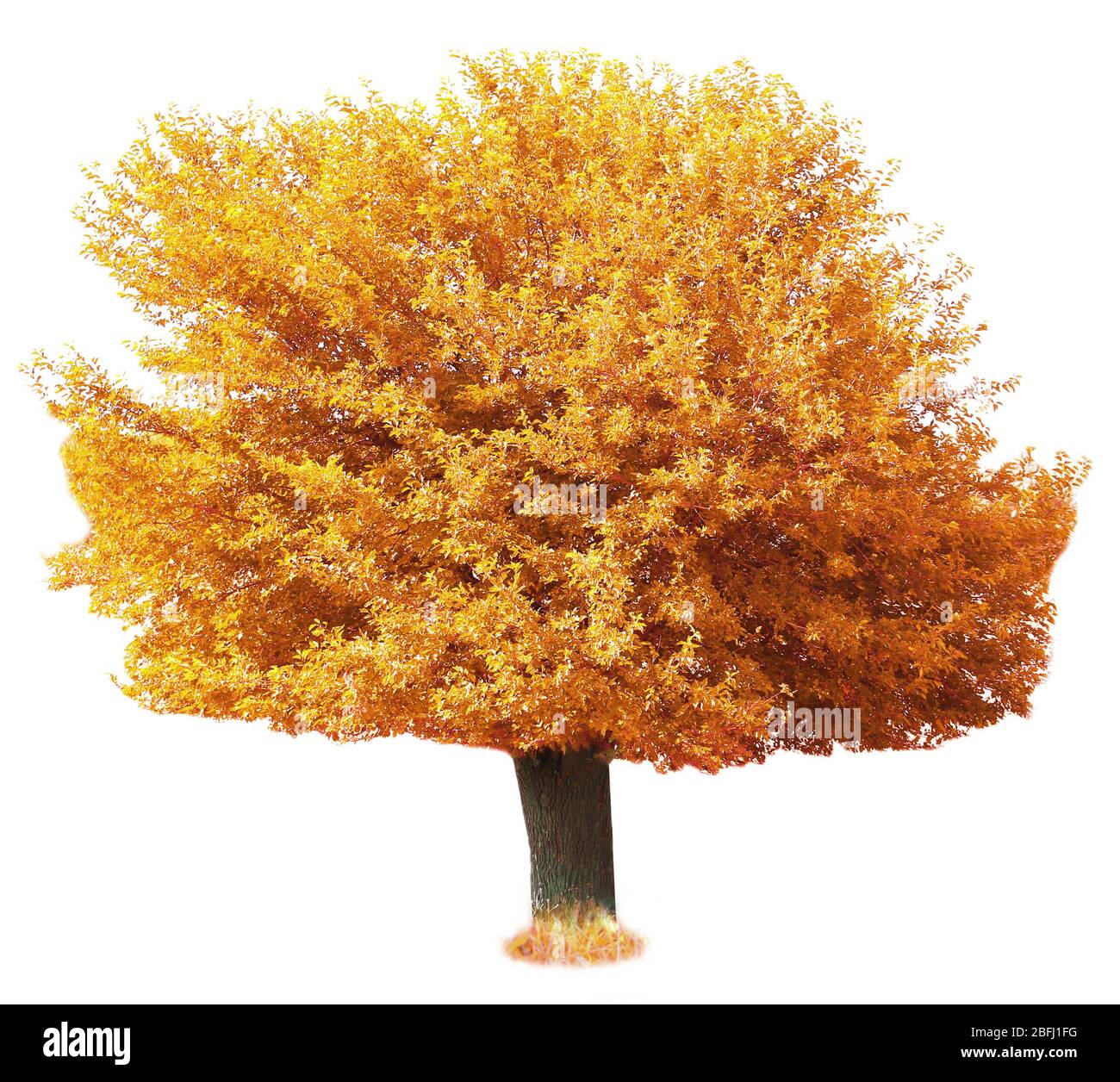 Autumnal big old tree isolated on white Stock Photo - Alamy