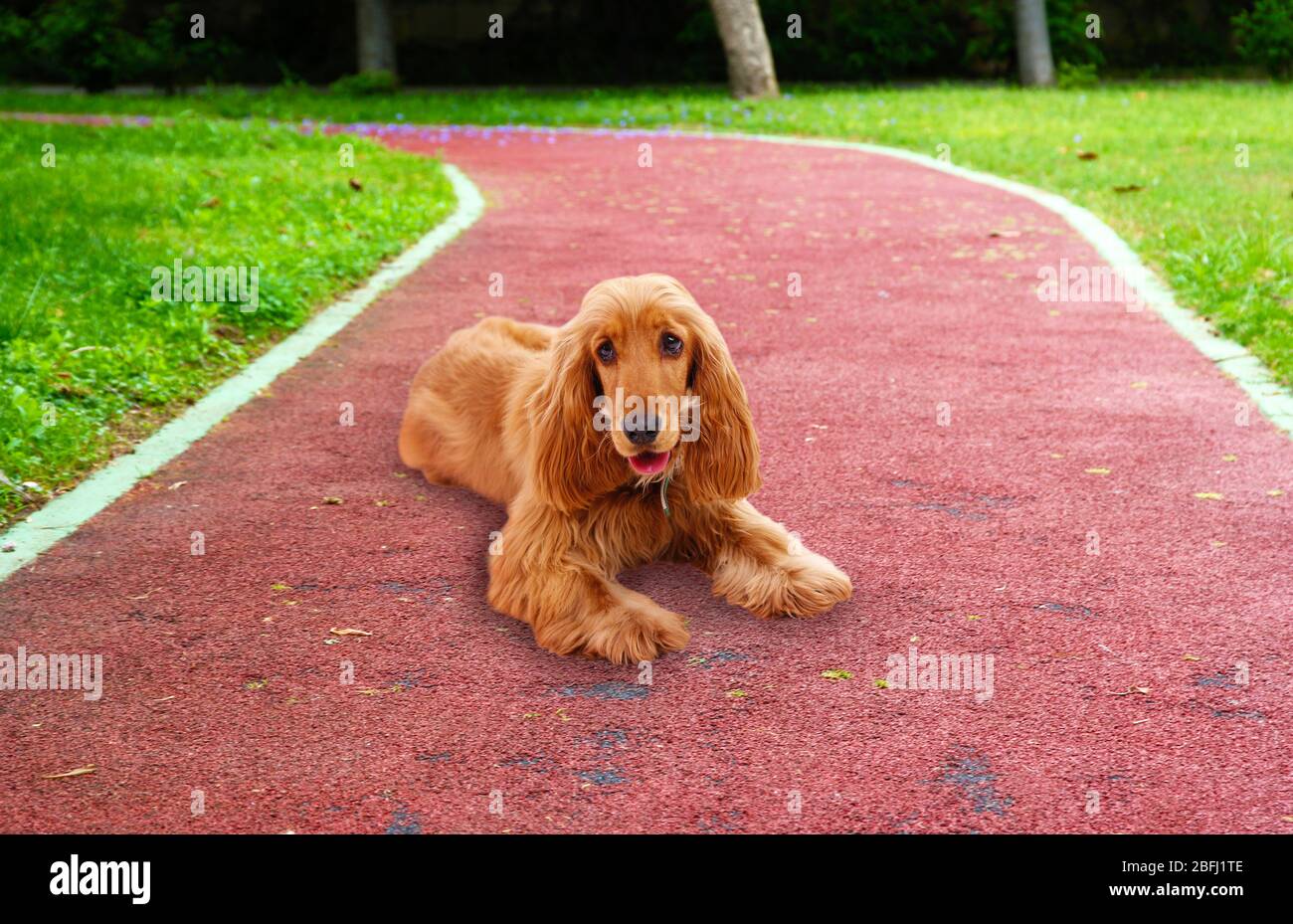 Beautiful cocker spaniel outdoors Stock Photo - Alamy