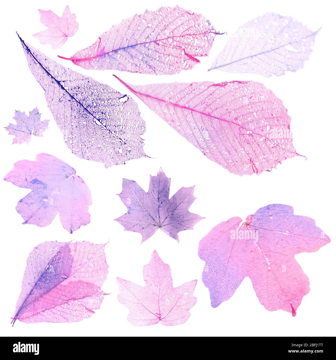 Transparent leaves isolated on white Stock Photo - Alamy