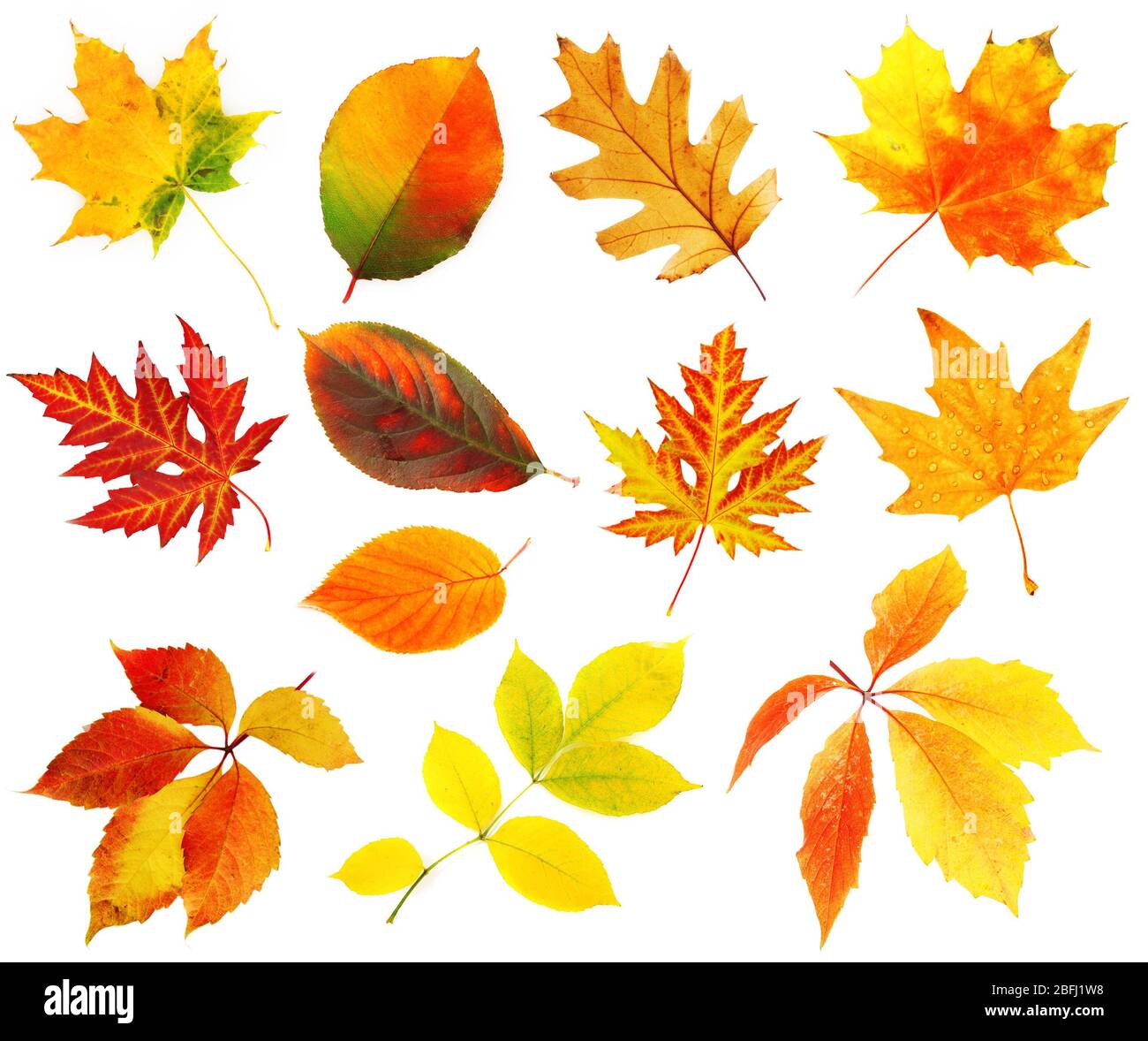 Autumn leaves collage isolated on white Stock Photo - Alamy