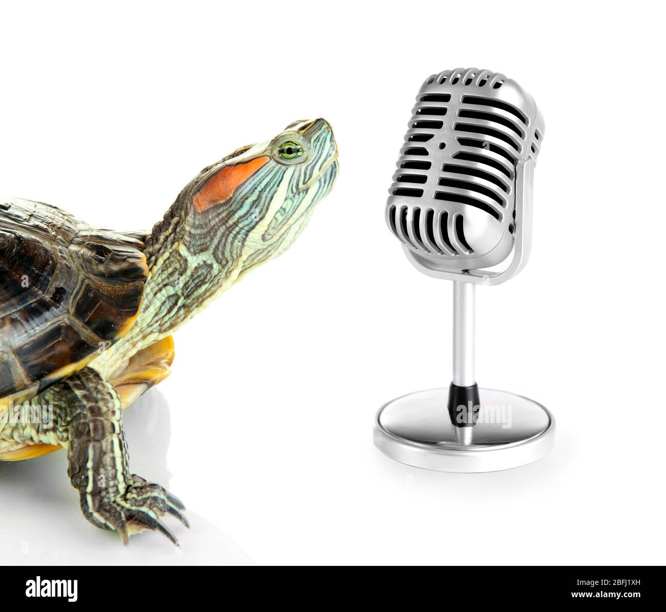 Red ear turtle with microphone isolated on white Stock Photo - Alamy