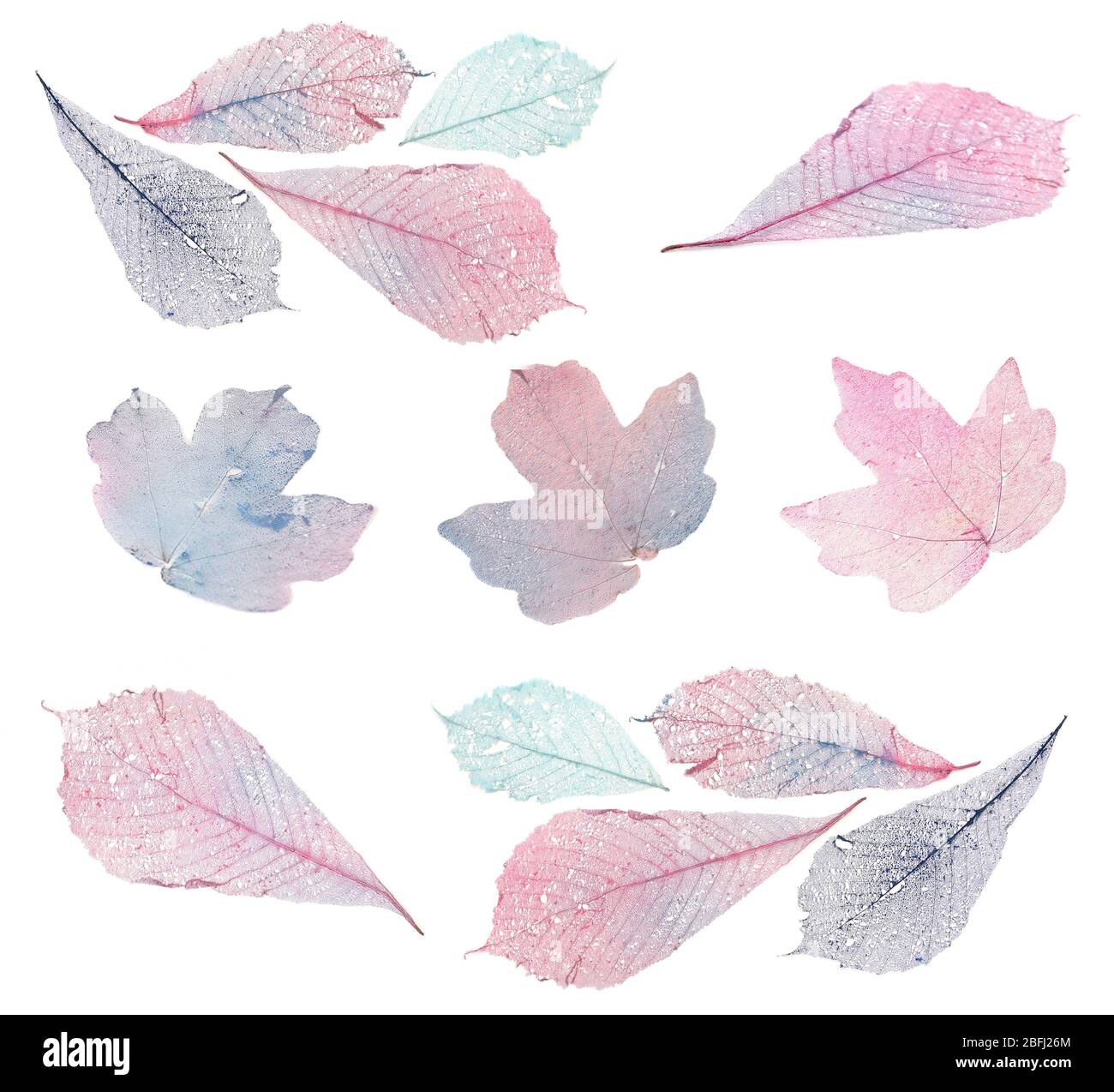 Transparent leaves isolated on white Stock Photo - Alamy