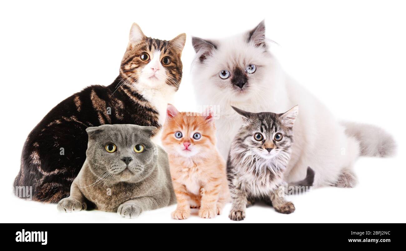 Collage of cute cats isolated on white Stock Photo - Alamy
