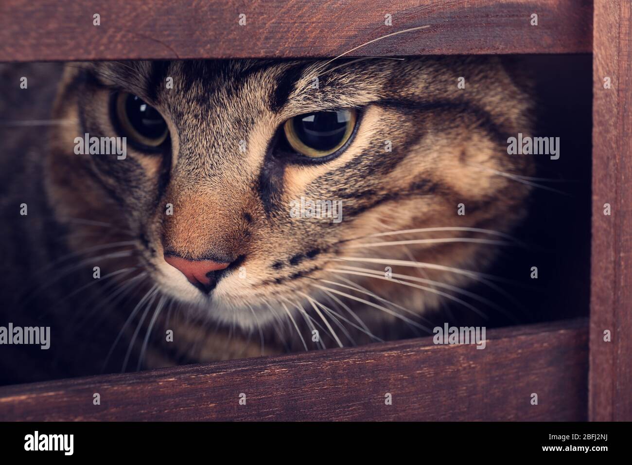 Cat's muzzle closeup Stock Photo - Alamy