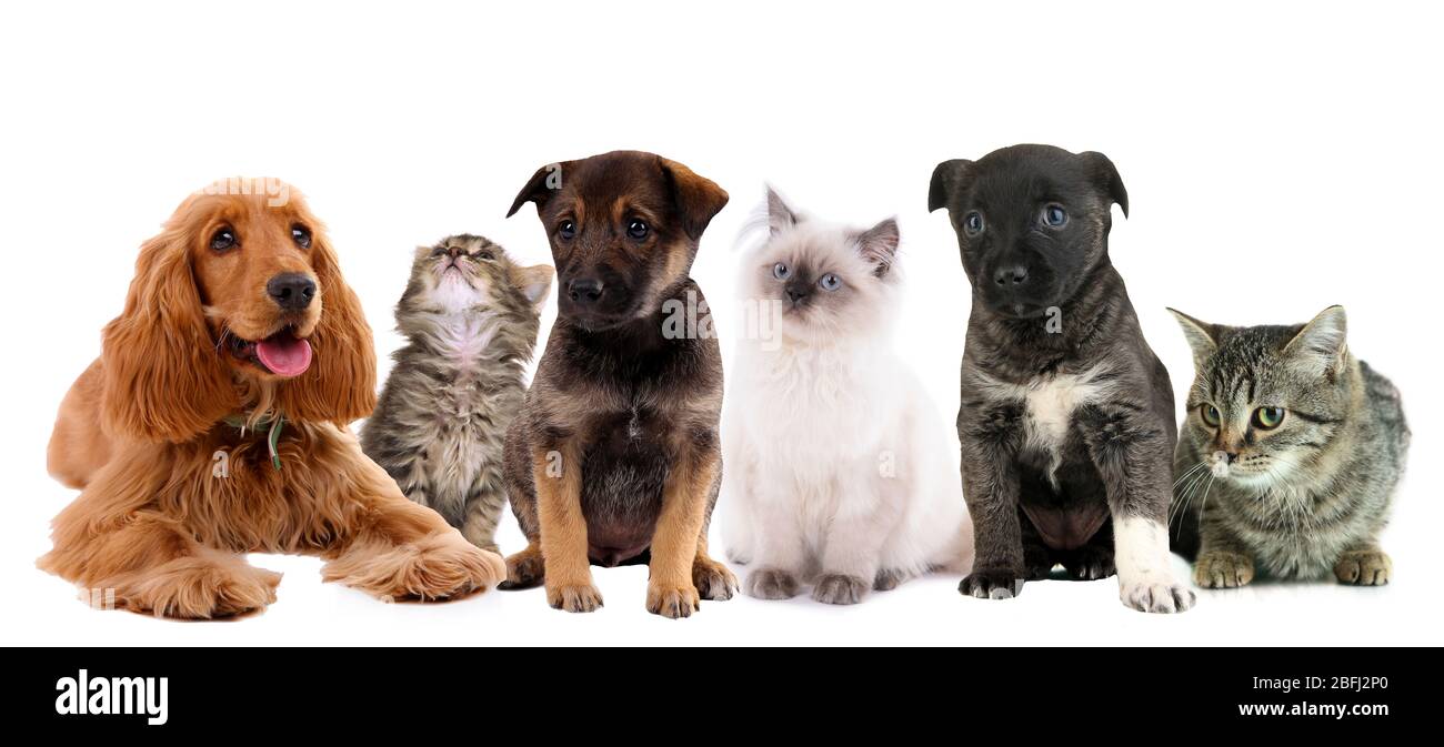 Collage of cute pets isolated on white Stock Photo - Alamy