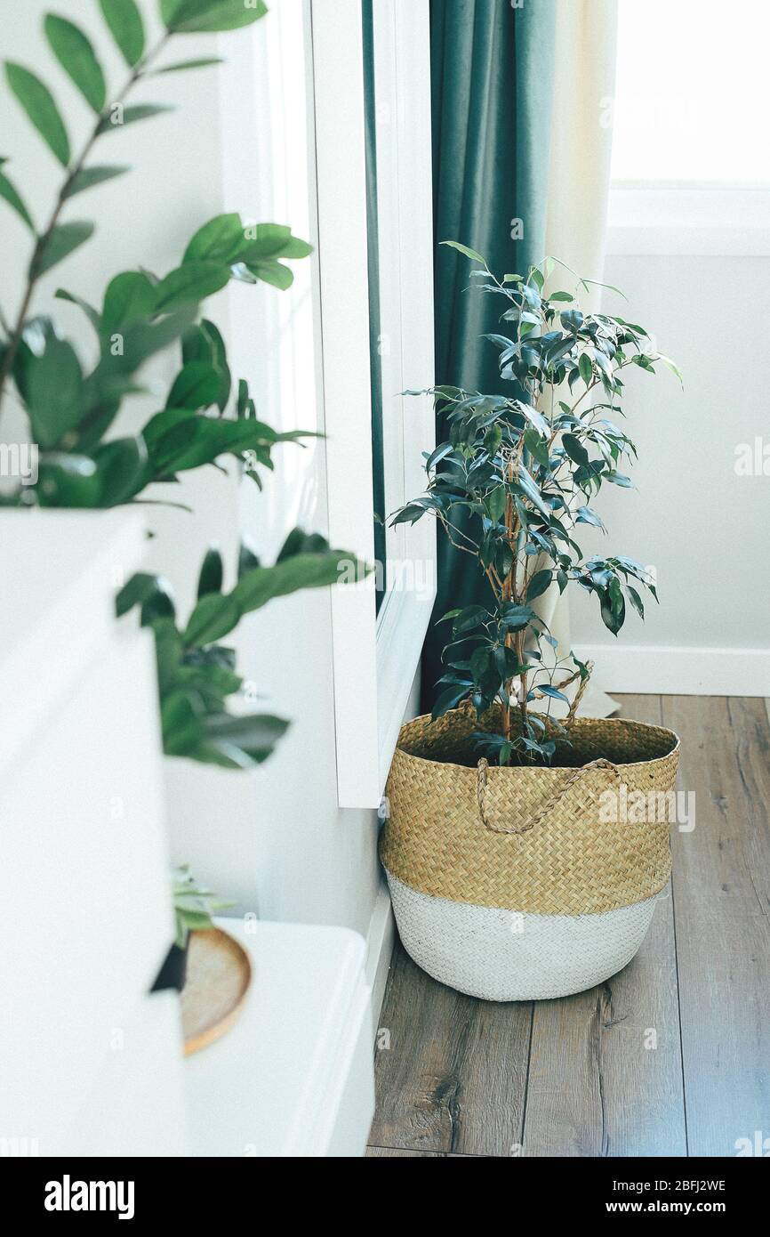 Benjamin bush hi-res stock photography and images - Alamy