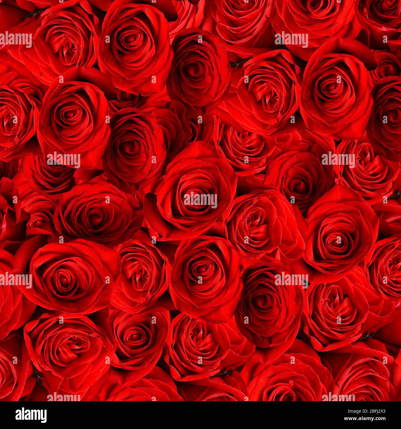 Beautiful red roses background Stock Photo - Alamy