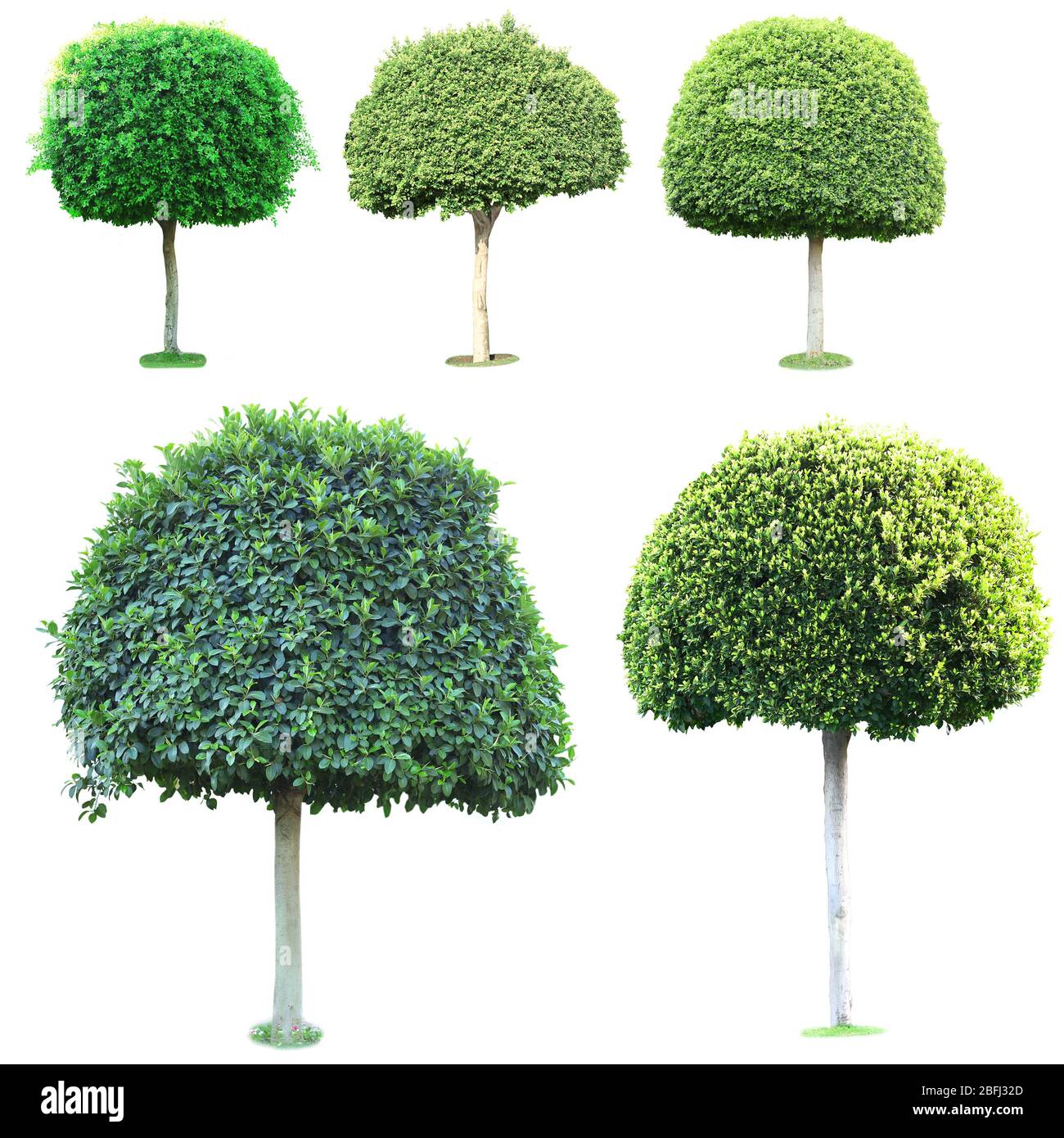 Collage of green trees isolated on white Stock Photo - Alamy