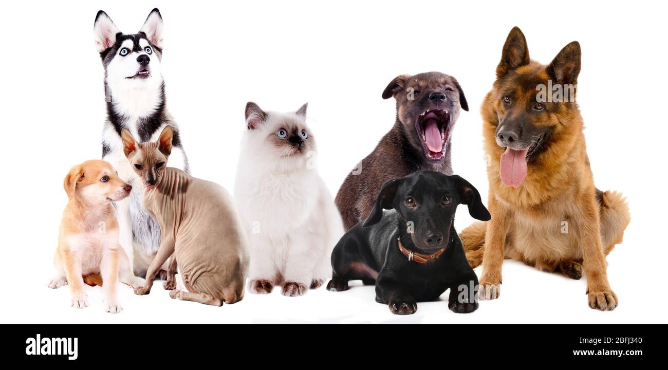 Collage of cute pets isolated on white Stock Photo - Alamy