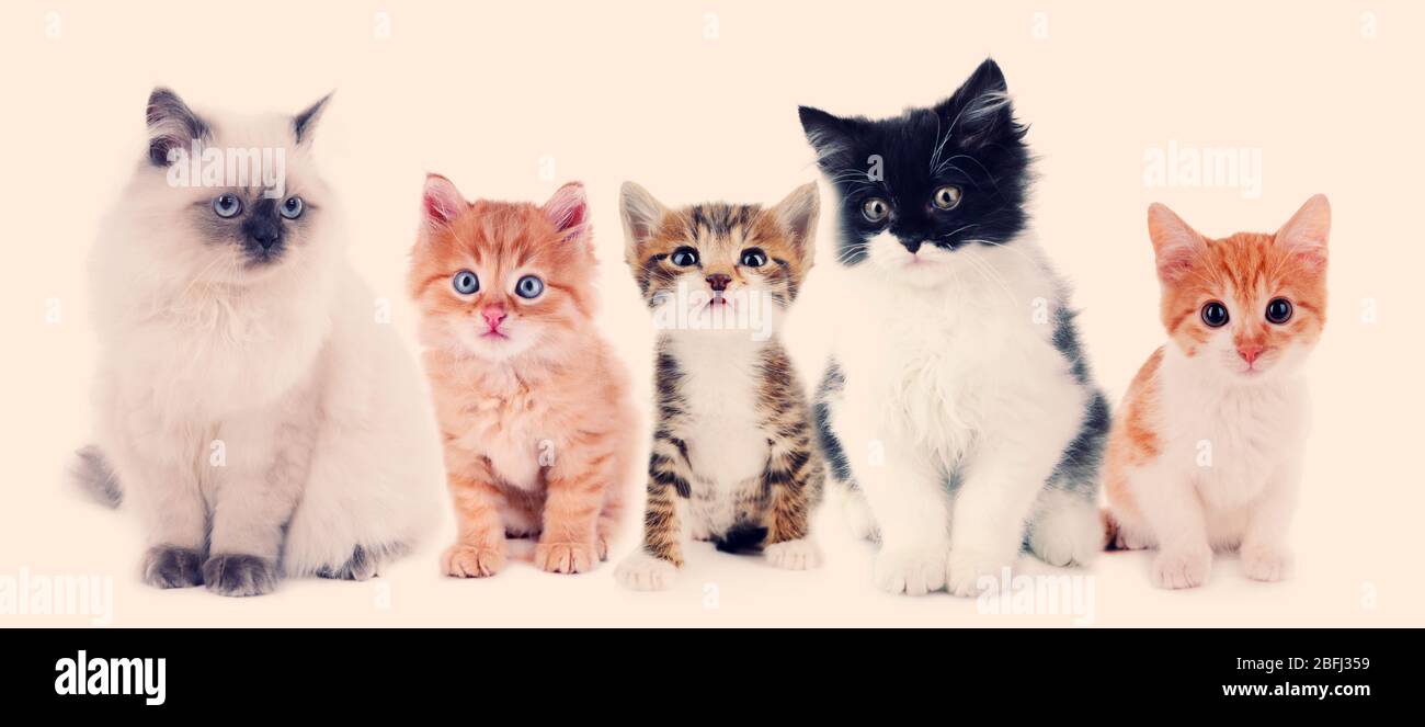 Collage of cute cats Stock Photo - Alamy