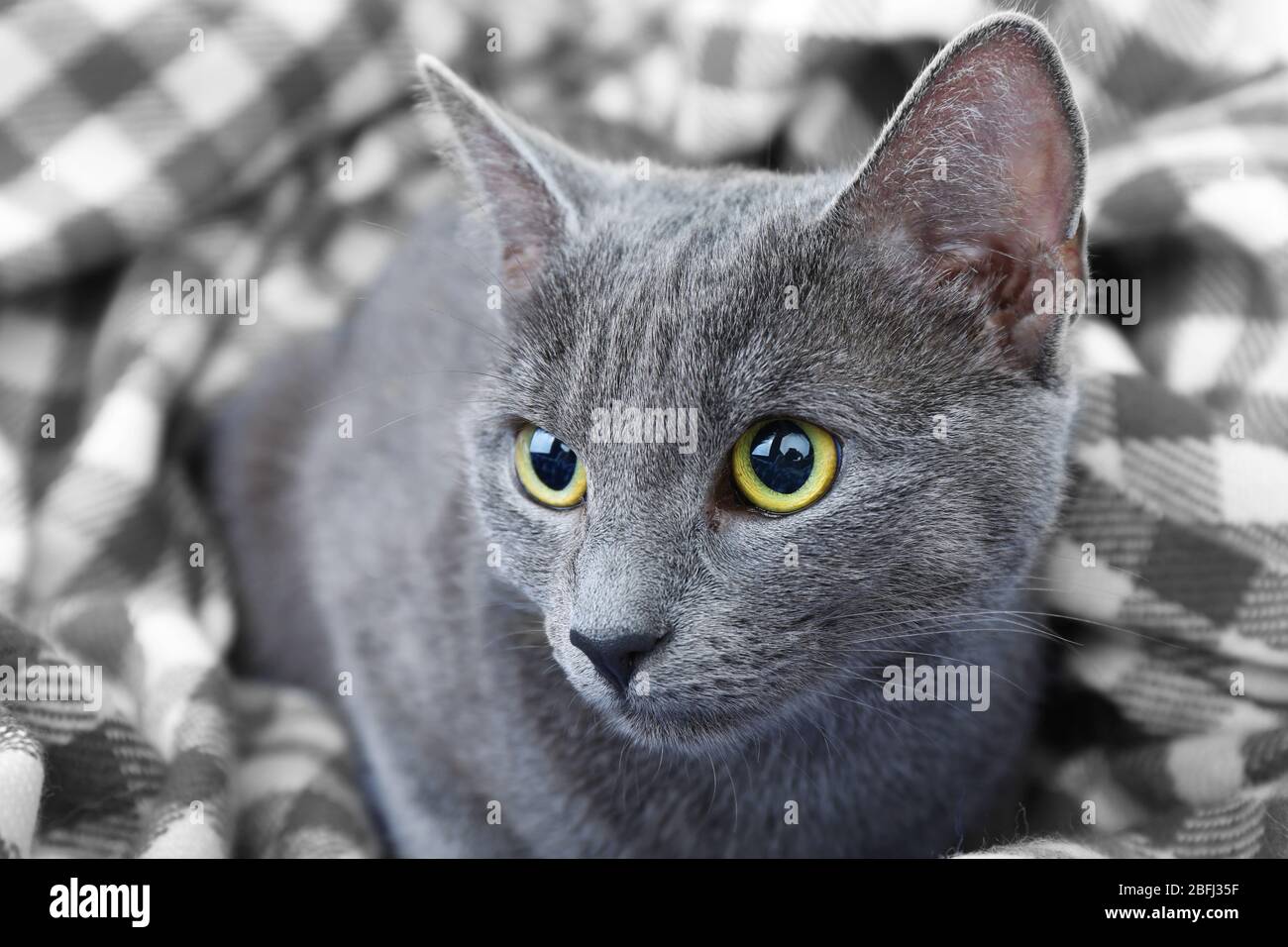 Light grey colour cat hi-res stock photography and images - Alamy