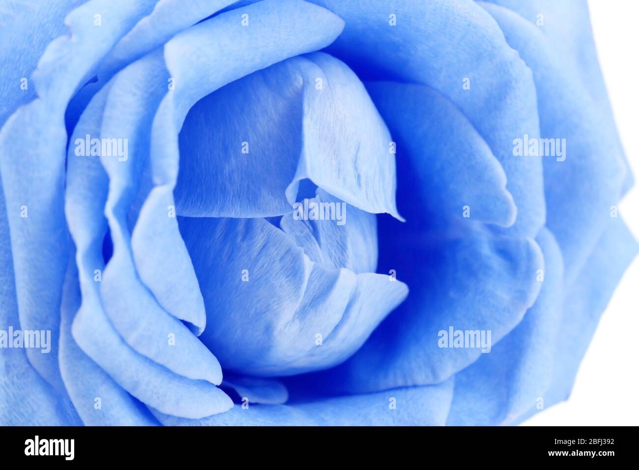 Beautiful blue flower background Stock Photo - Alamy