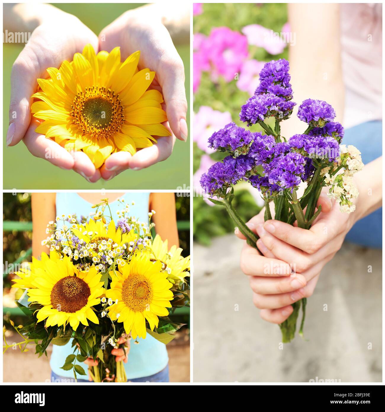 Flowers collage Cut Out Stock Images & Pictures - Alamy