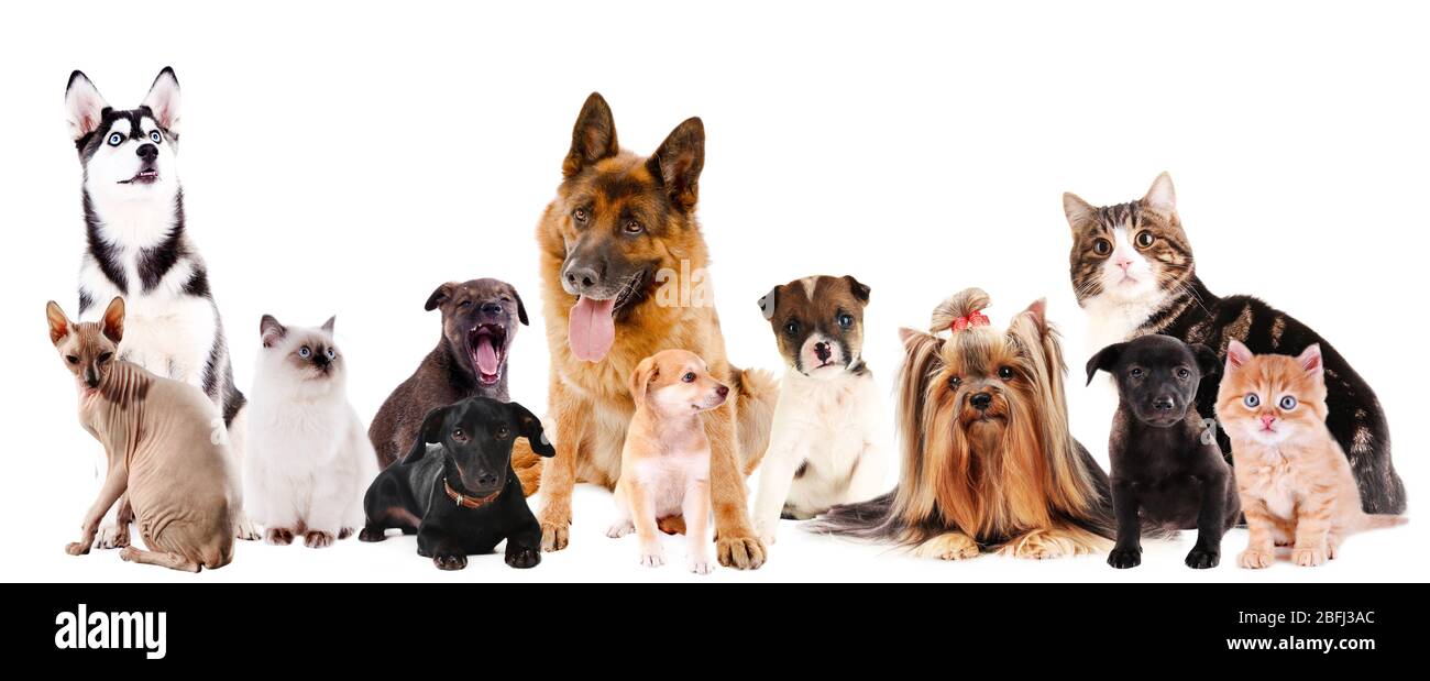 Collage of cute pets isolated on white Stock Photo - Alamy