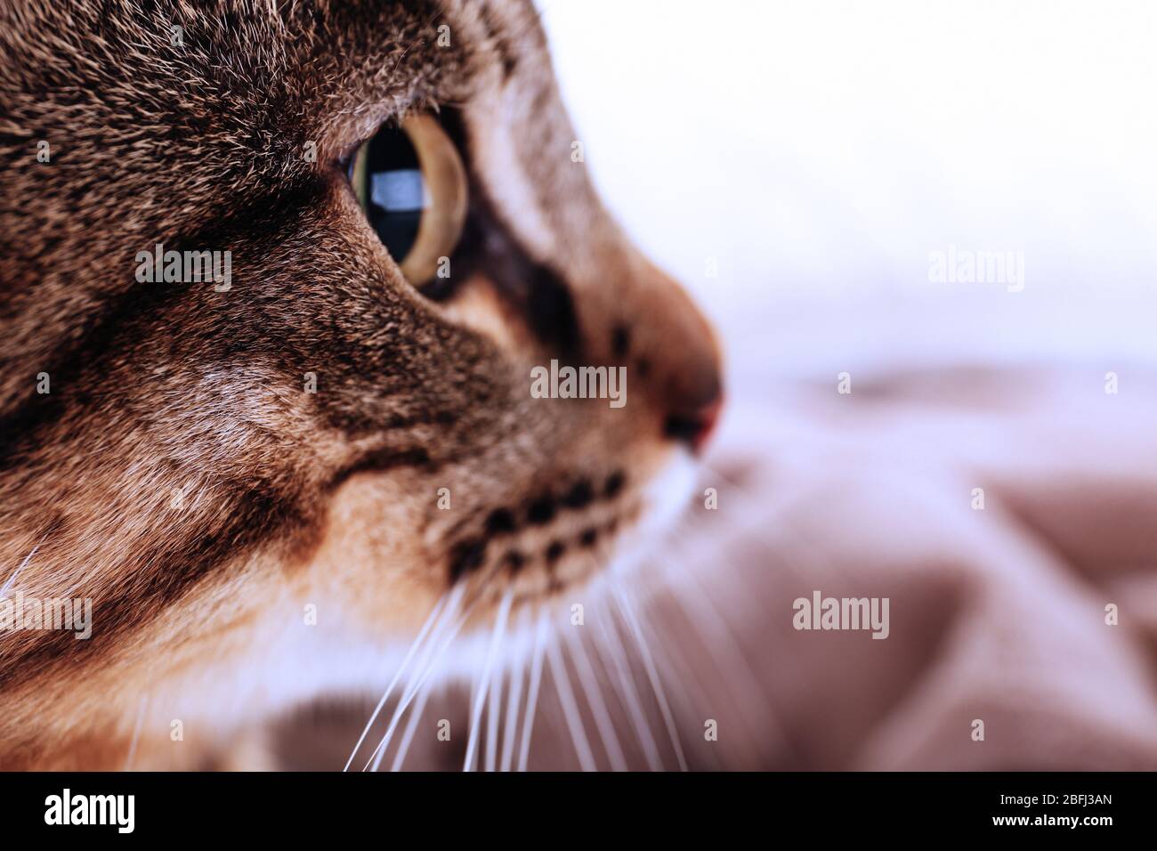 Cat's muzzle closeup Stock Photo - Alamy