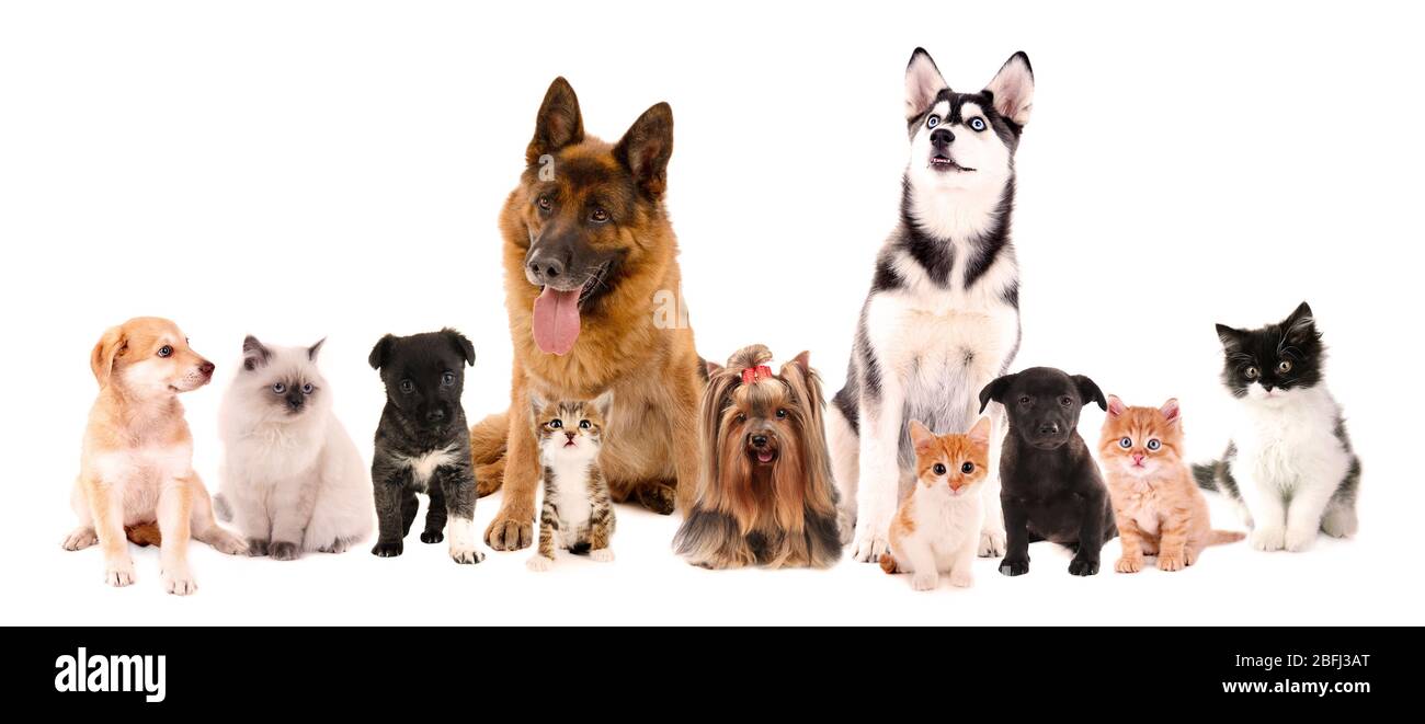 Collage of cute pets isolated on white Stock Photo - Alamy