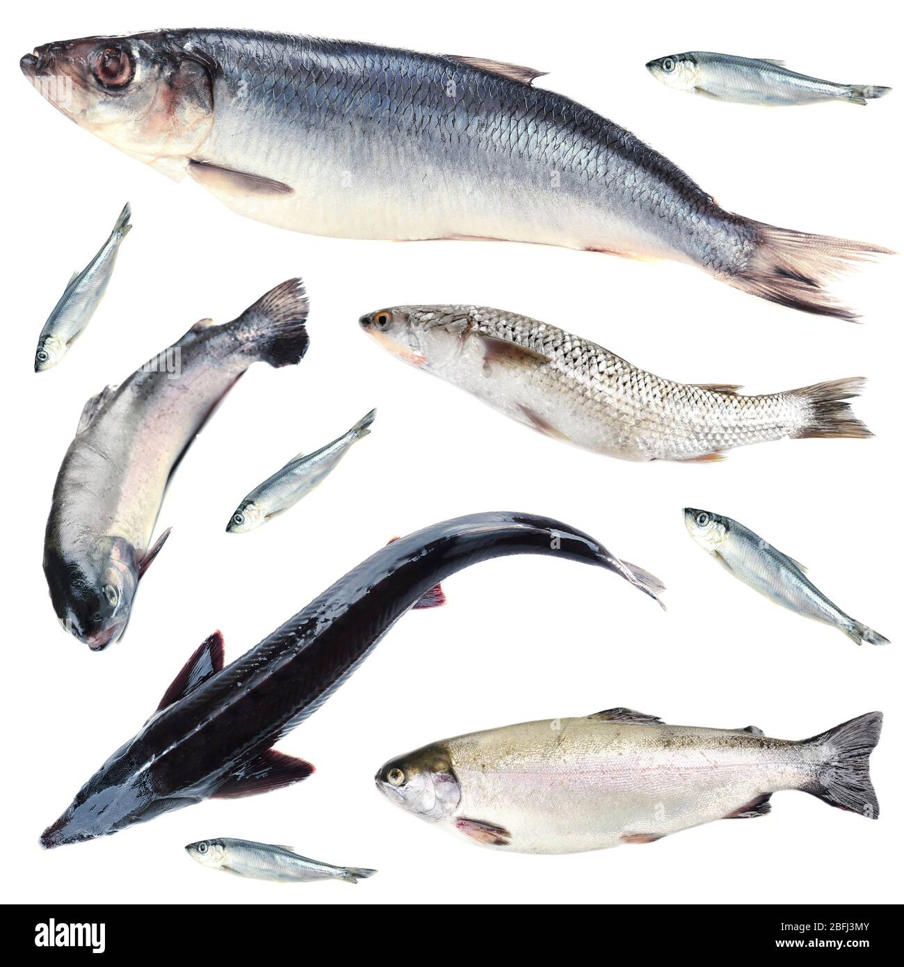 Fresh fish collage, isolated on white Stock Photo - Alamy