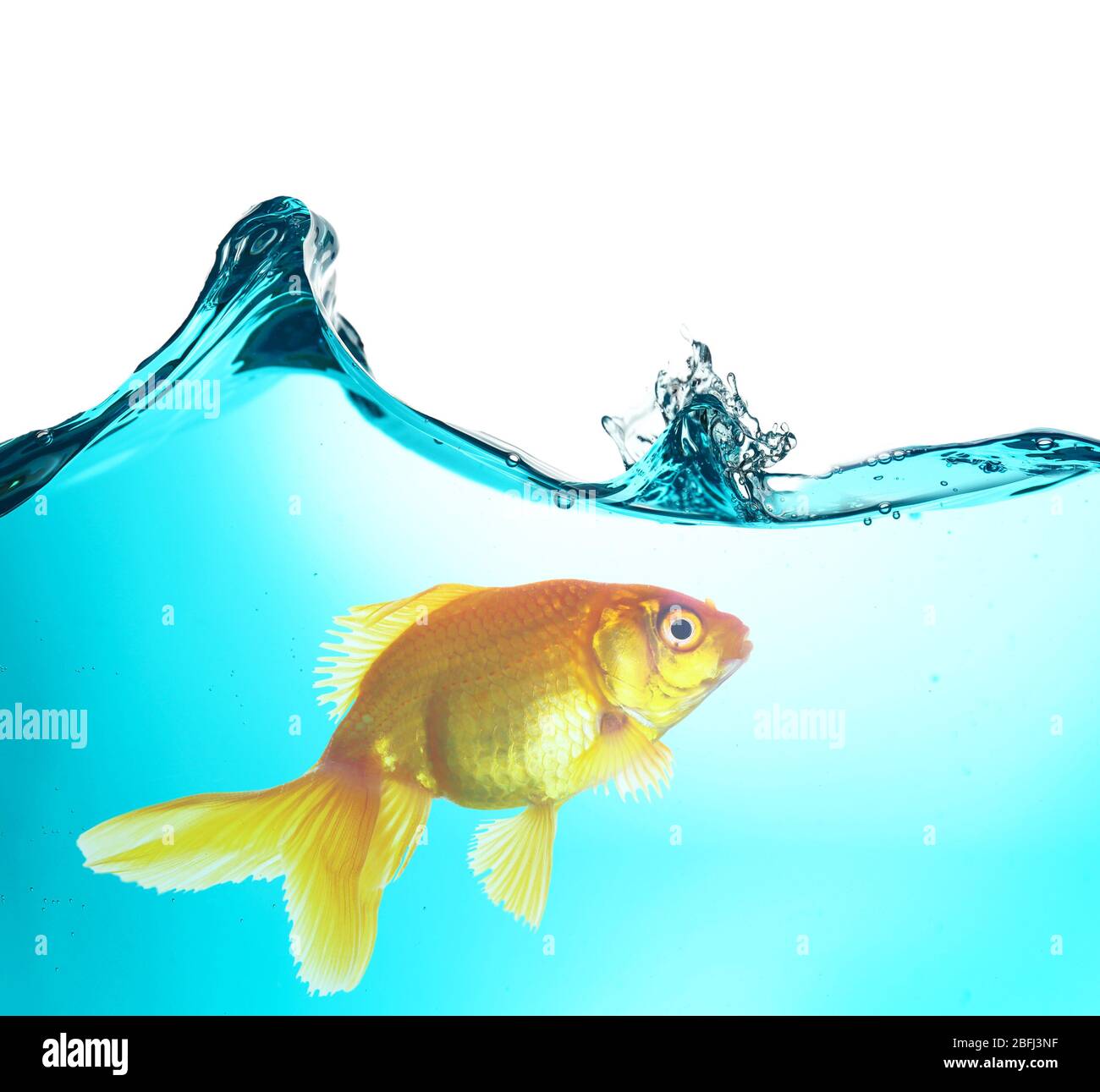 Pure gold fish hi-res stock photography and images - Alamy