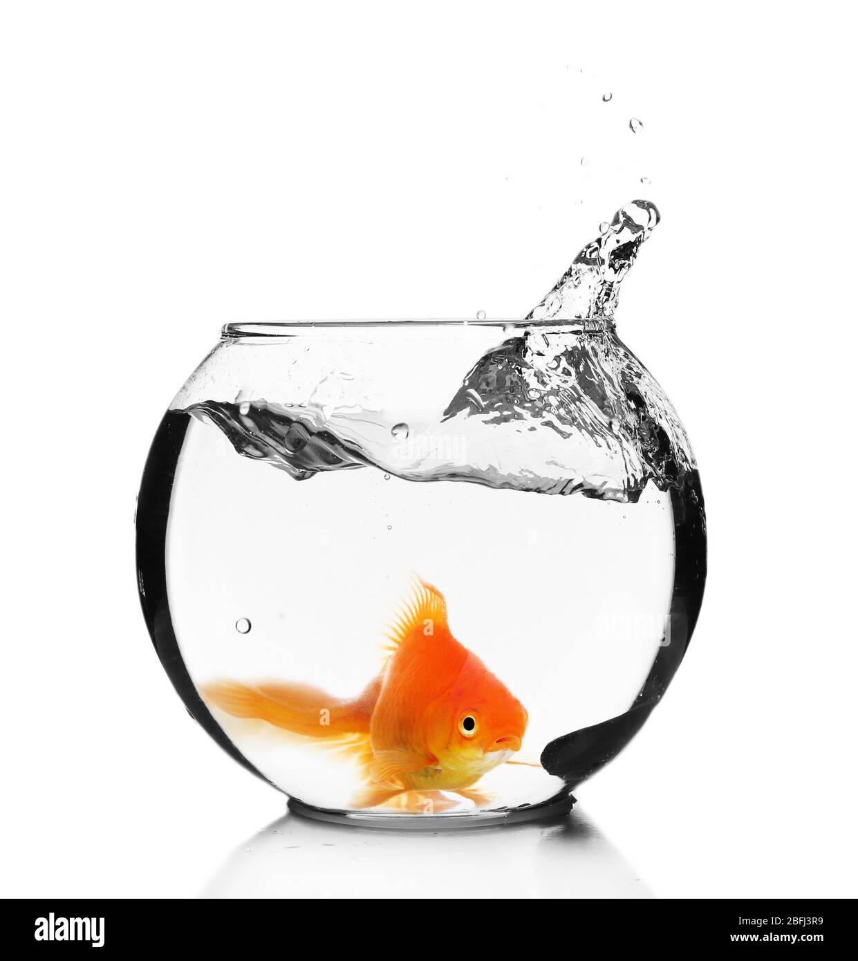Aquarium macro shot Cut Out Stock Images & Pictures - Alamy
