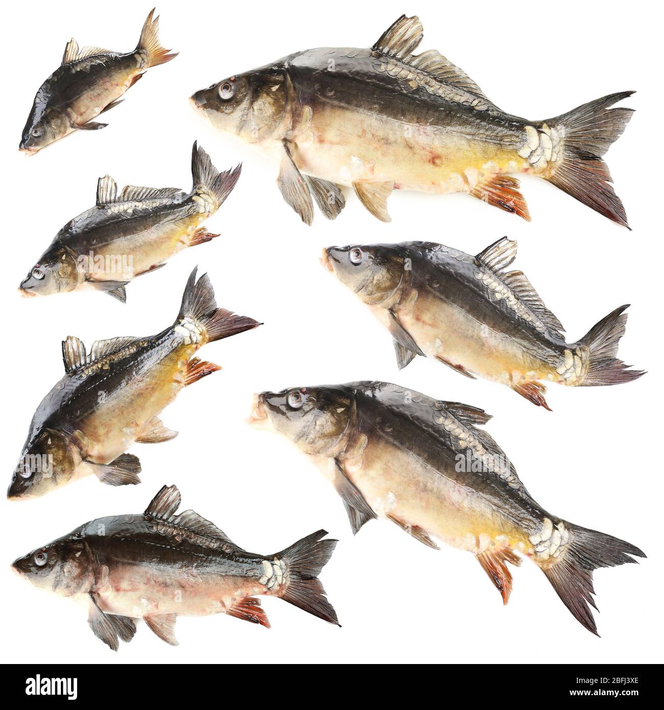 Collage of fresh carp fishes, isolated on white Stock Photo - Alamy