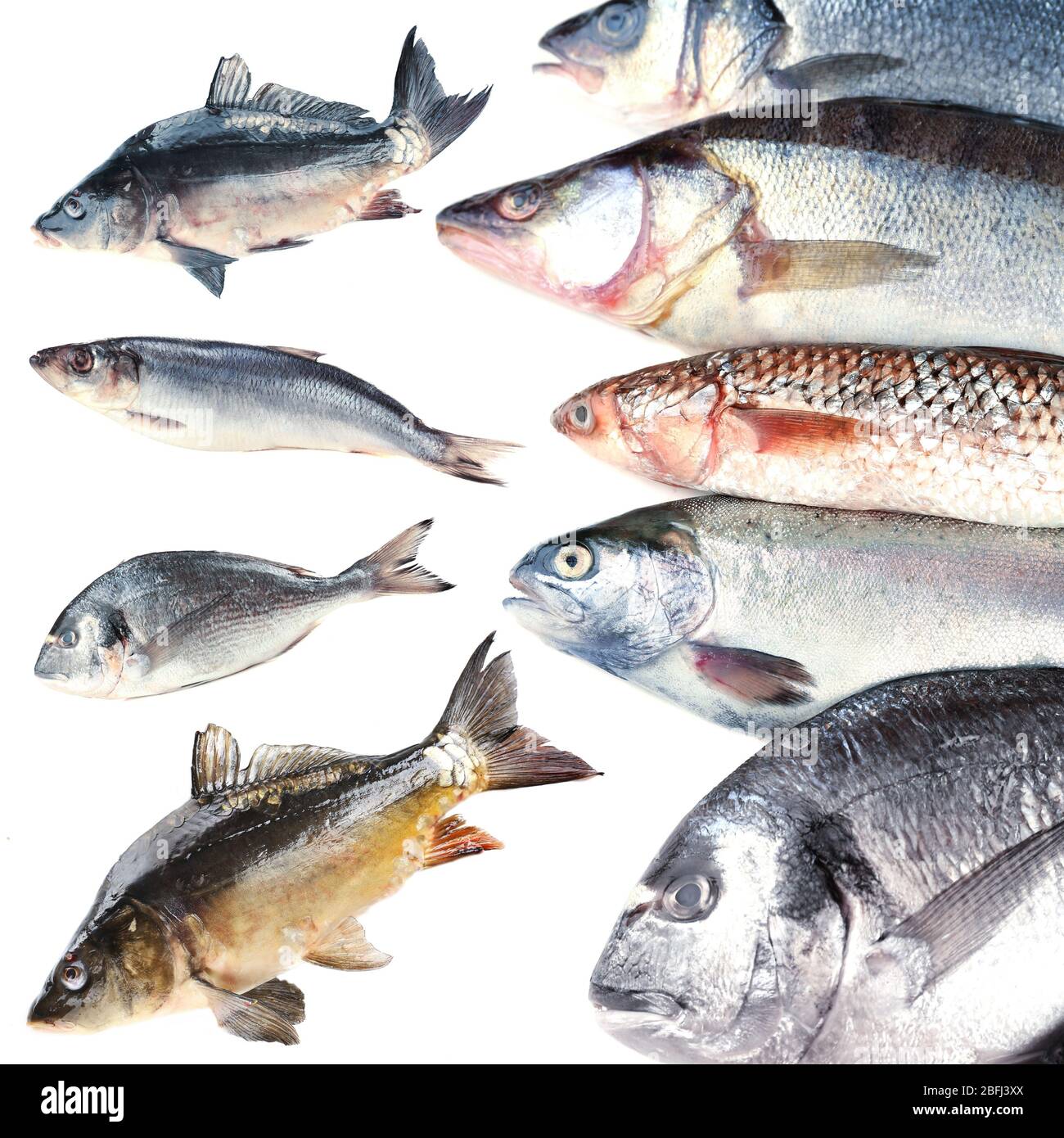 Fresh fish collage, isolated on white Stock Photo - Alamy