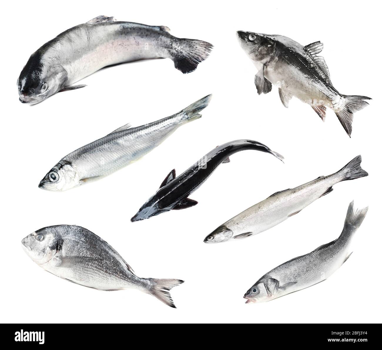 Fresh fish collage, isolated on white Stock Photo - Alamy