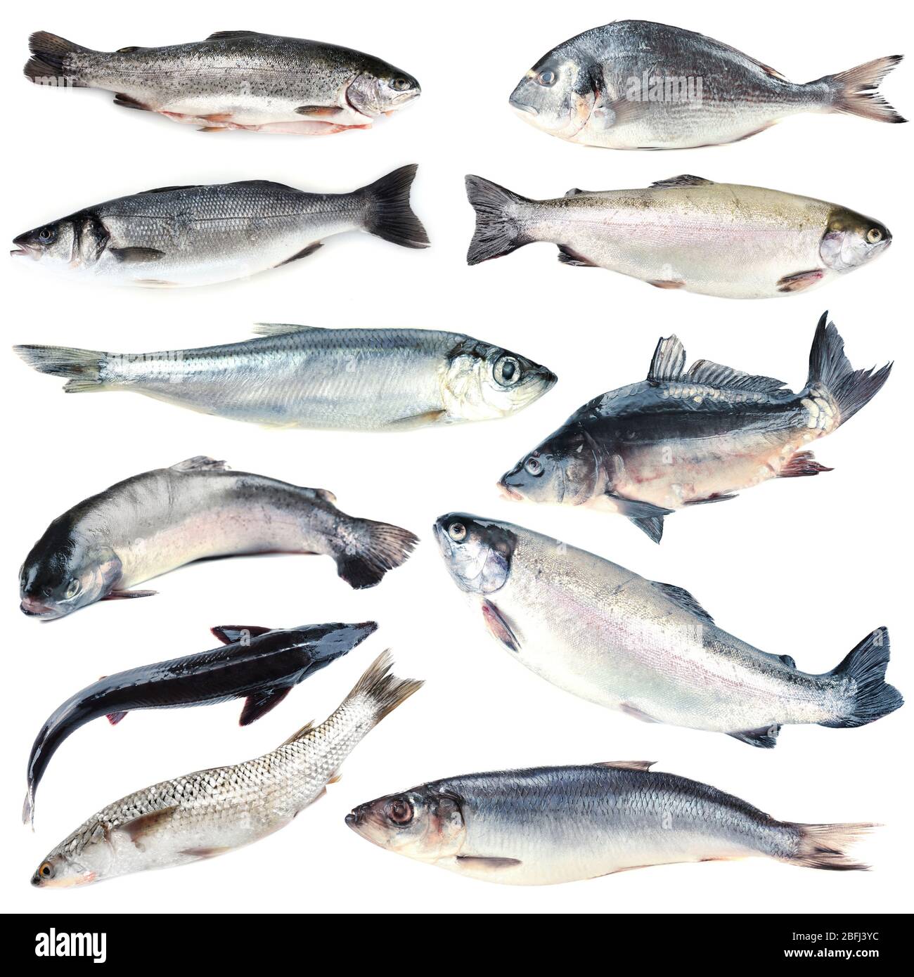 Fresh fish collage, isolated on white Stock Photo - Alamy
