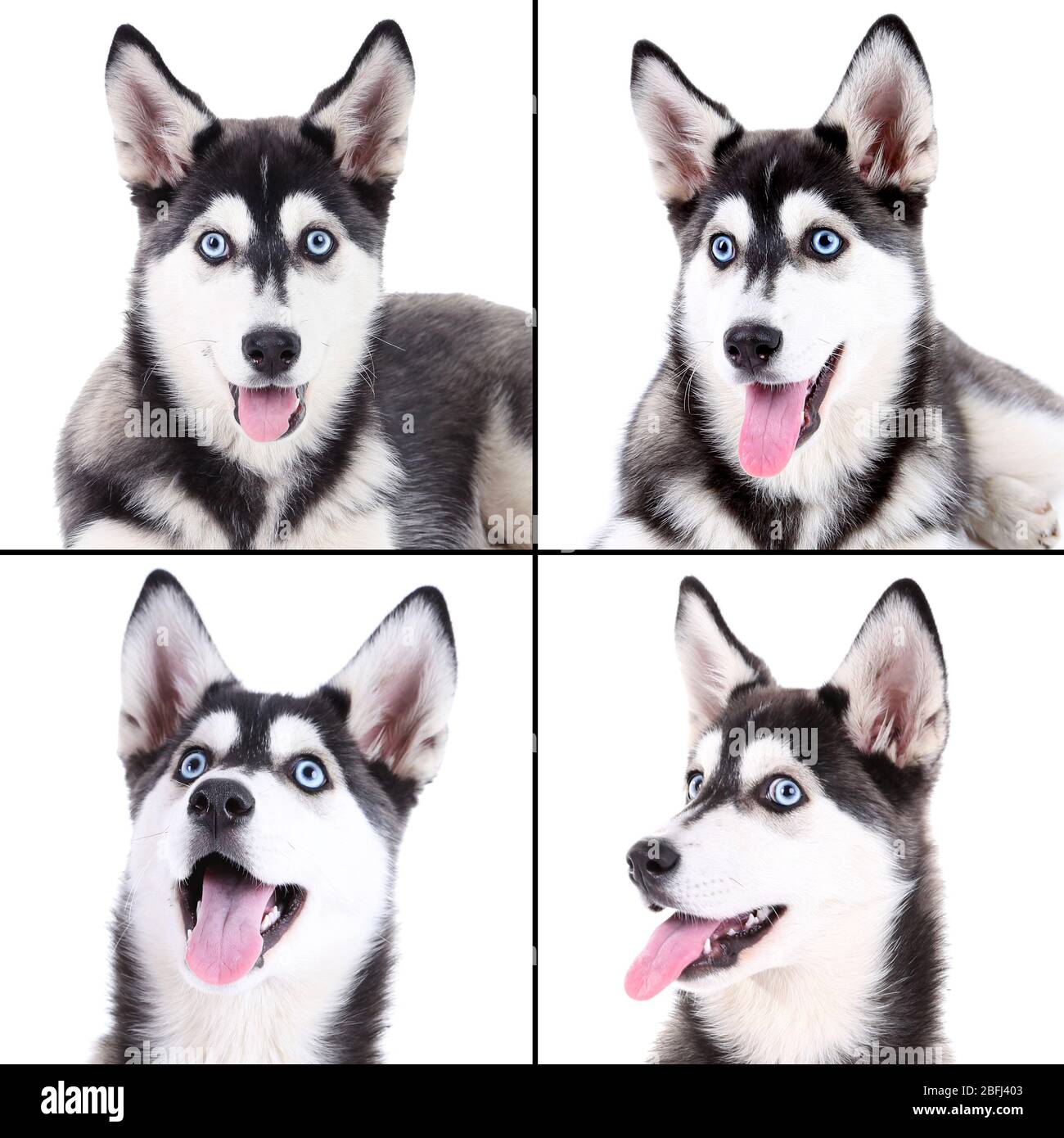 Husky portraits collage Stock Photo - Alamy