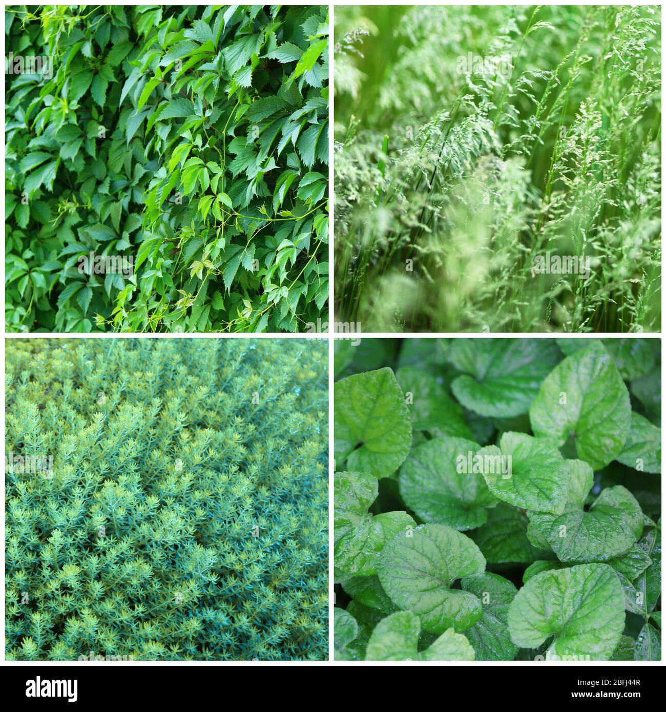 Green plants samples collage Stock Photo - Alamy