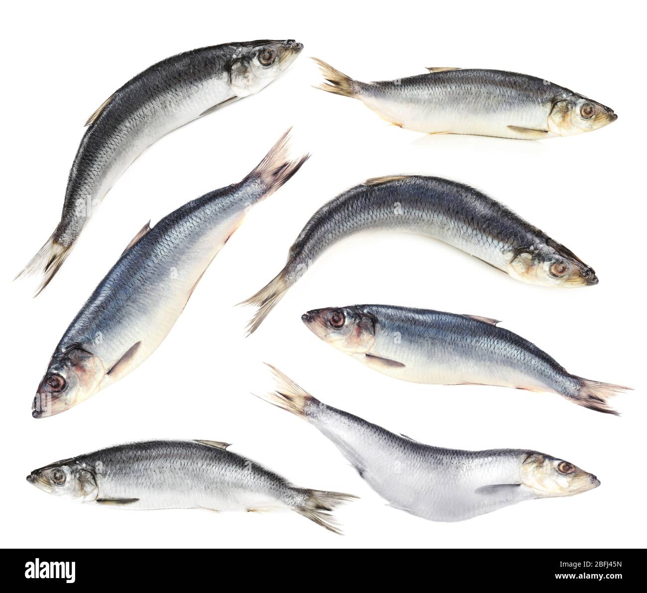 Collage of fresh fish, isolated on white Stock Photo - Alamy