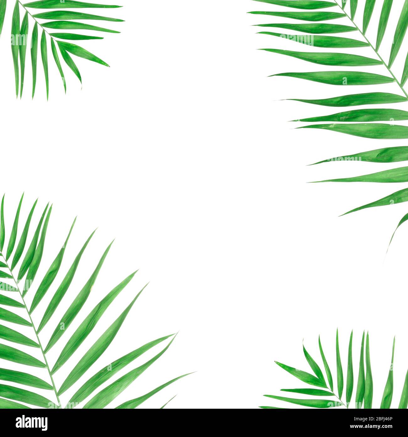 Beautiful palm leaves shaped as frame with space for your text Stock ...