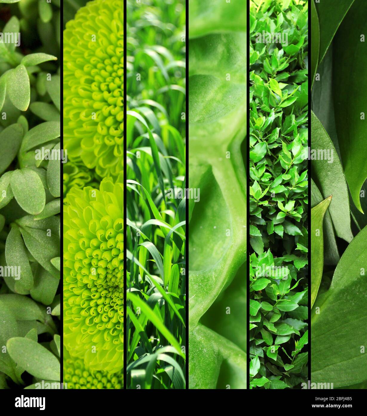 Green color samples collage Stock Photo - Alamy