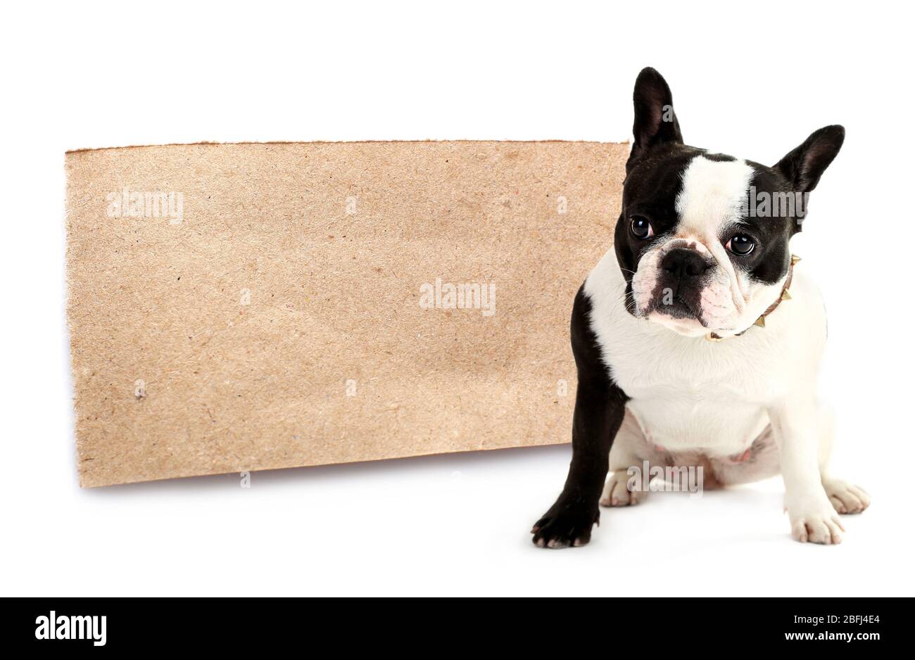 Cute French bulldog with paper sheet isolated on white Stock Photo - Alamy