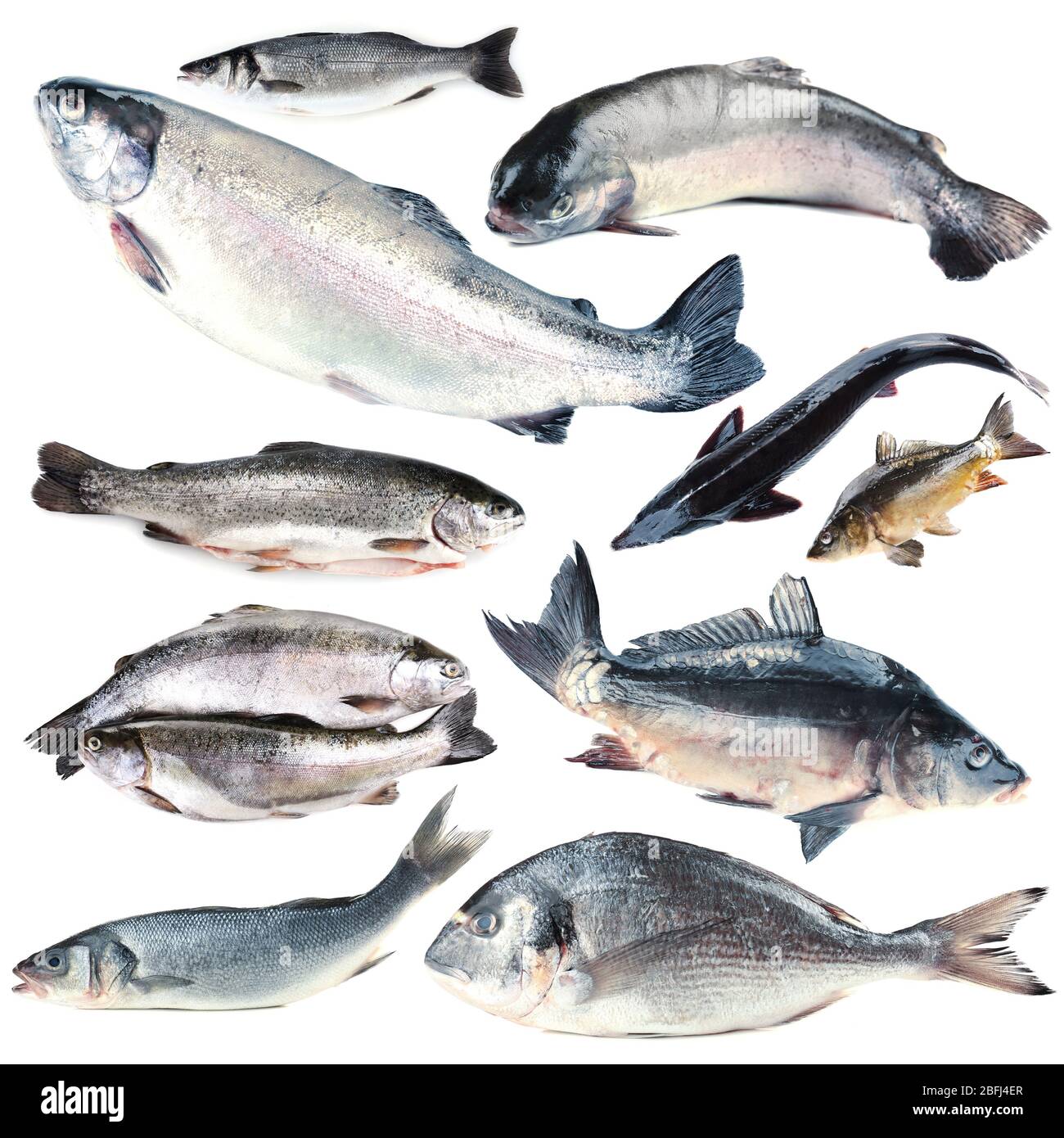 Fresh fish collage, isolated on white Stock Photo - Alamy
